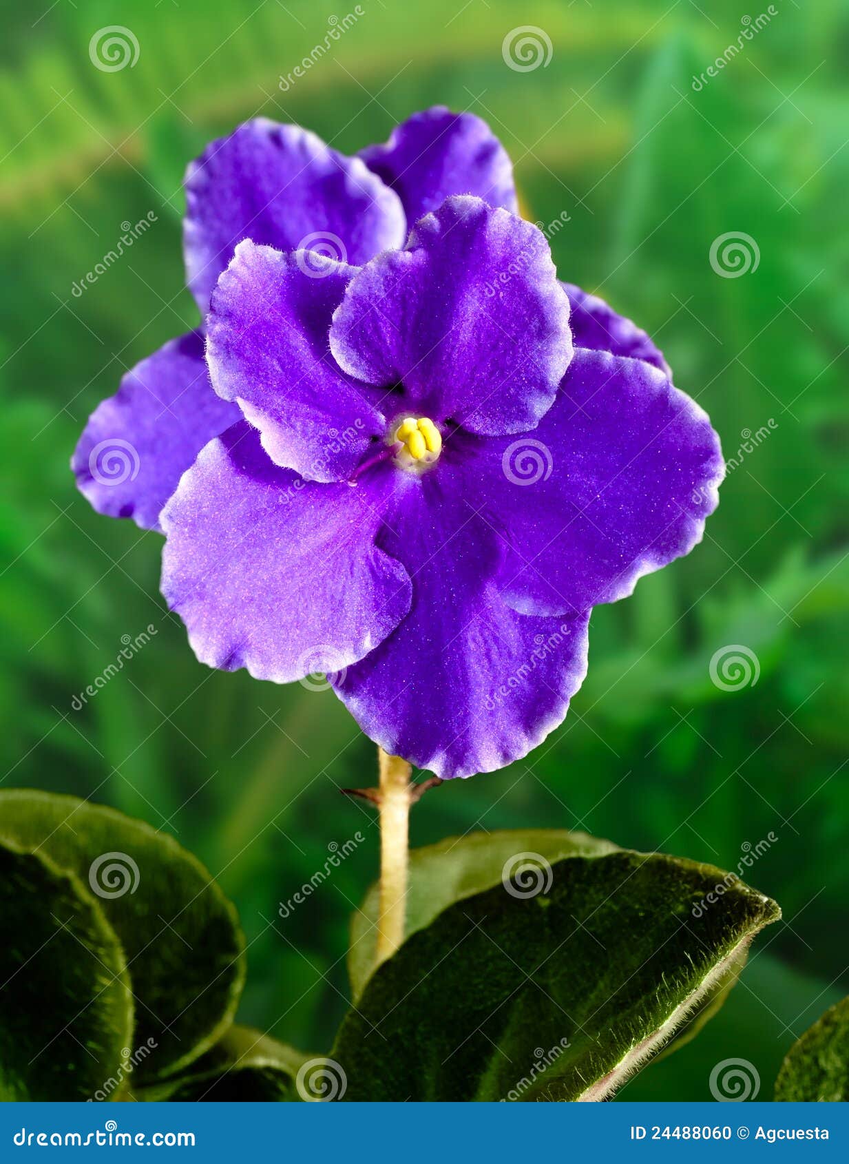African Violet (Saintpaulia) Flower Stock Photo - Image of botanical, african: 24488060