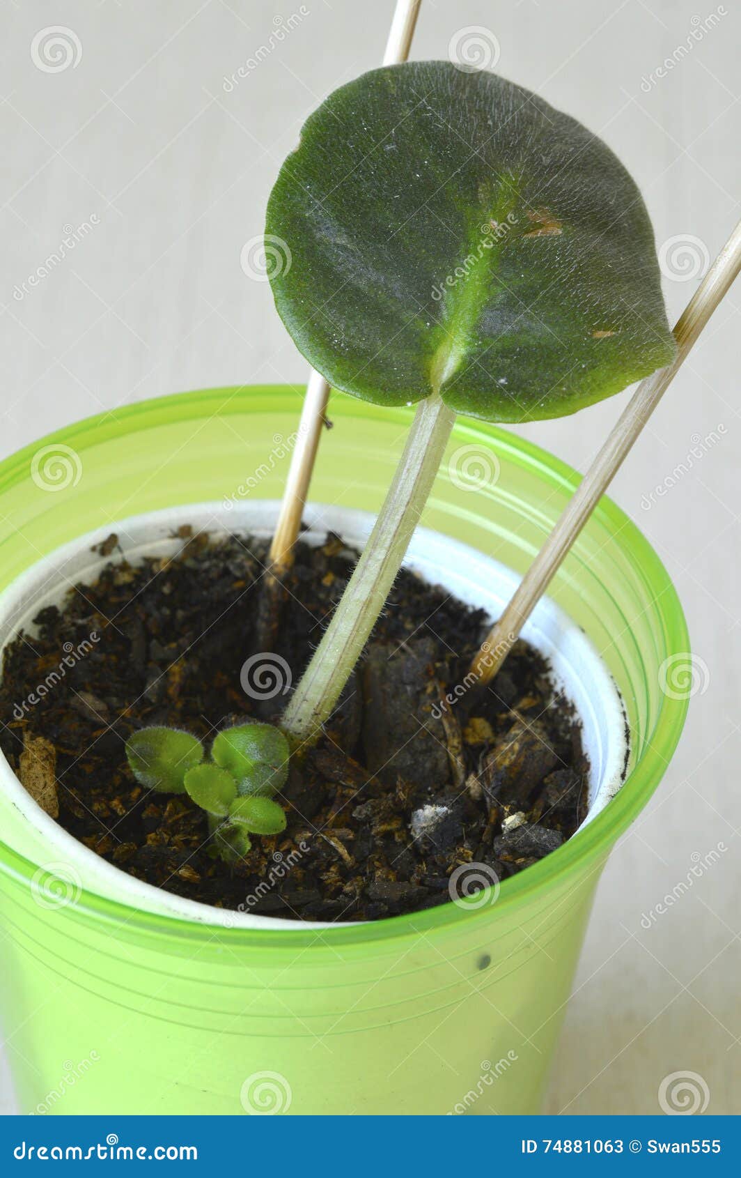 African violet seedling stock image. Image of fresh, seedlings - 74881063