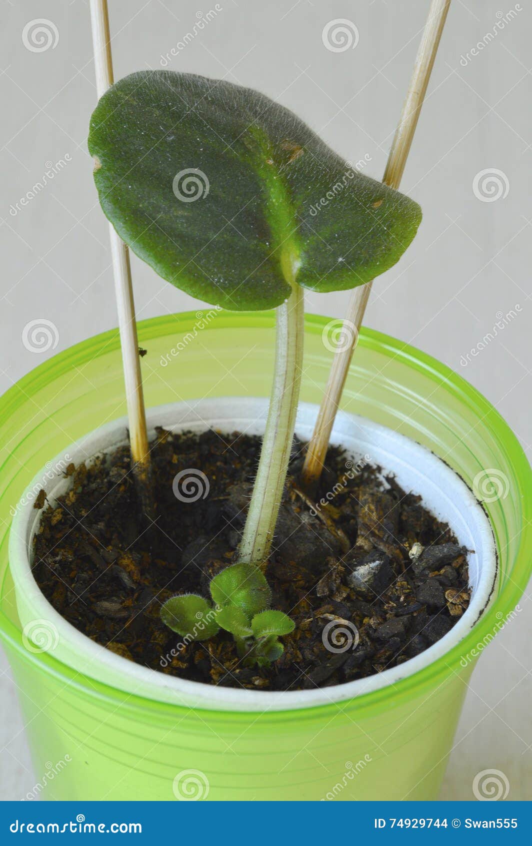 African violet seedling stock photo. Image of fresh, breeding - 74929744