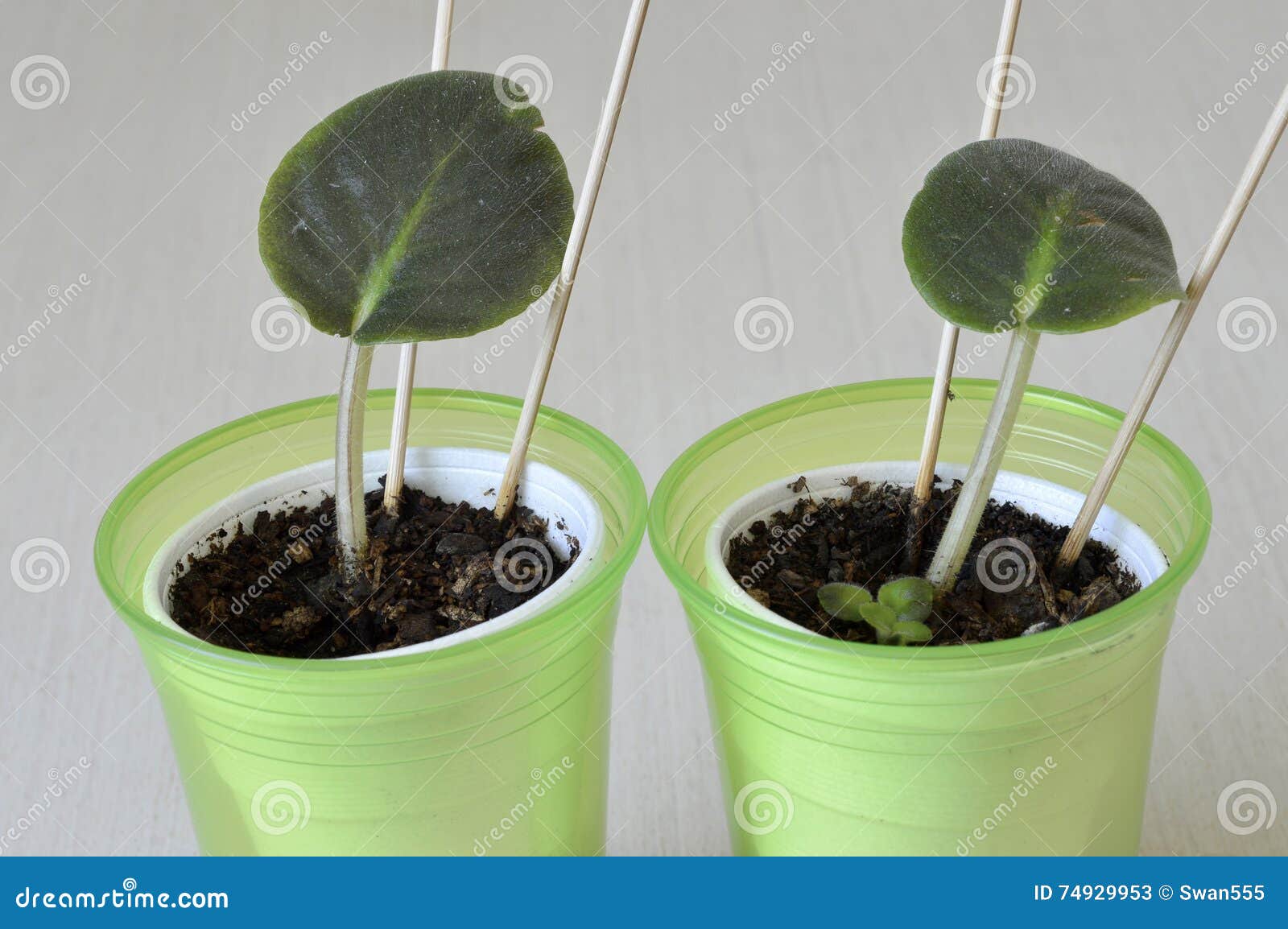 African violet seedling stock image. Image of plant, saintpaulia - 74929953