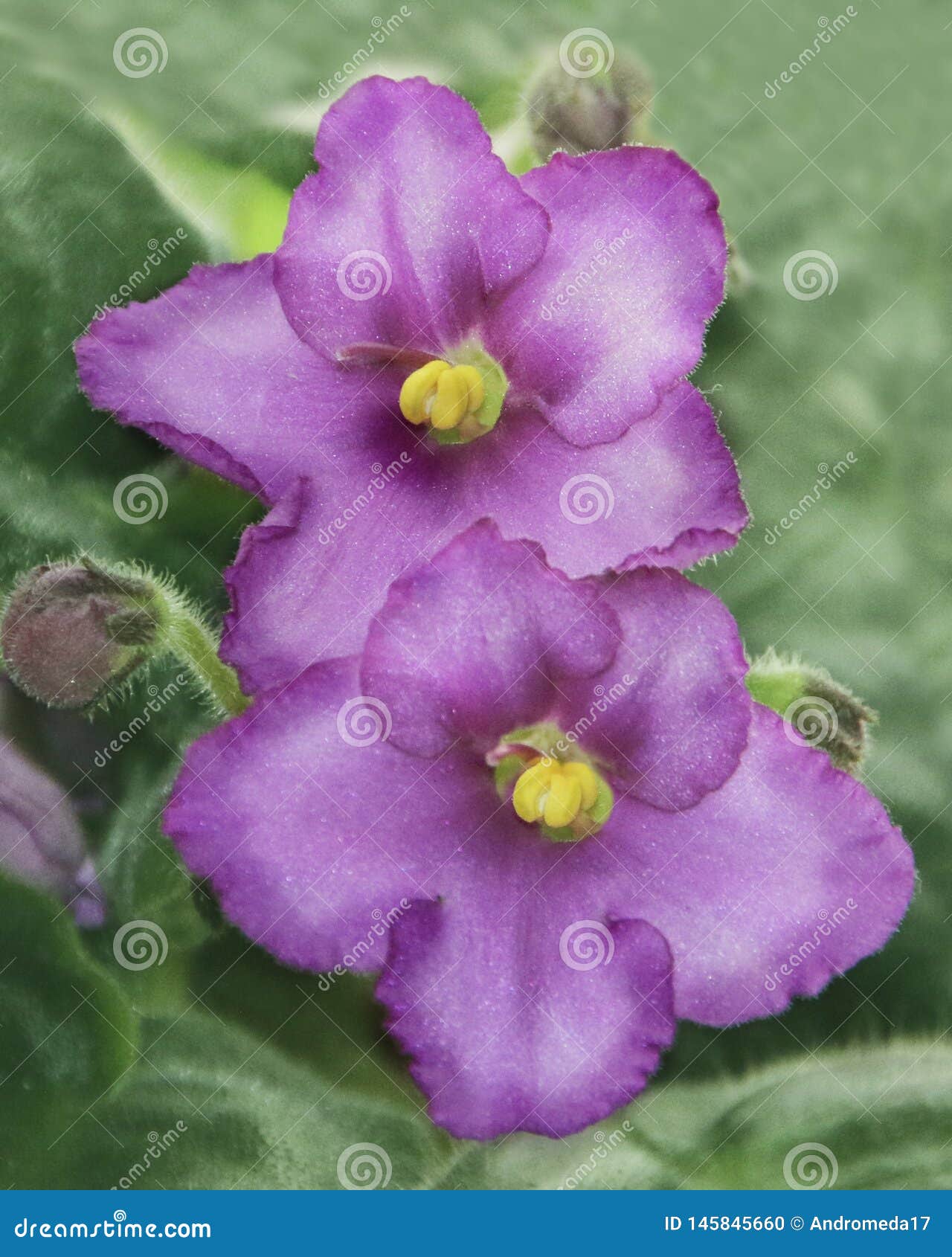 African Violets Blooming Close - Up View Stock Photo - Image of violet ...