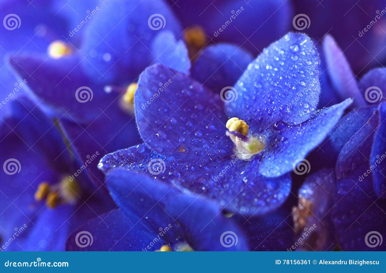 African Violets in the Morning Dew Stock Image - Image of violets ...