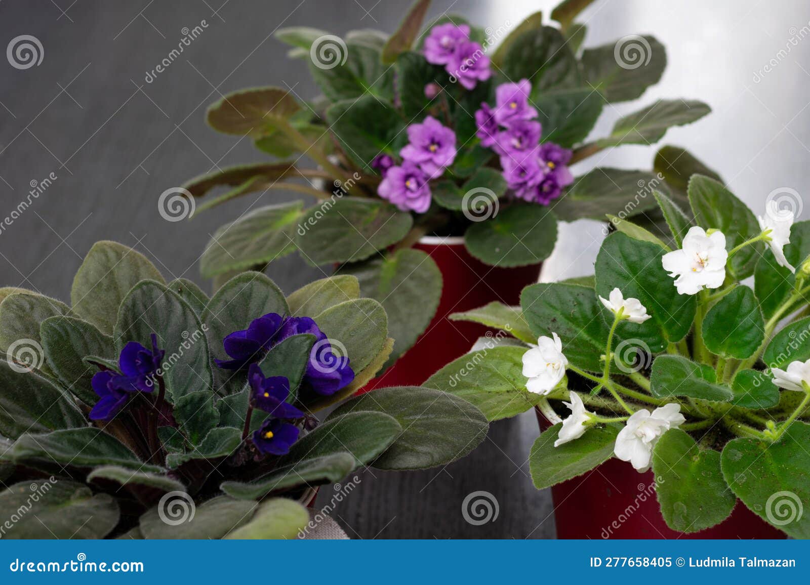African Violets in Pots on the Table, House Plants in Full Bloom Stock ...