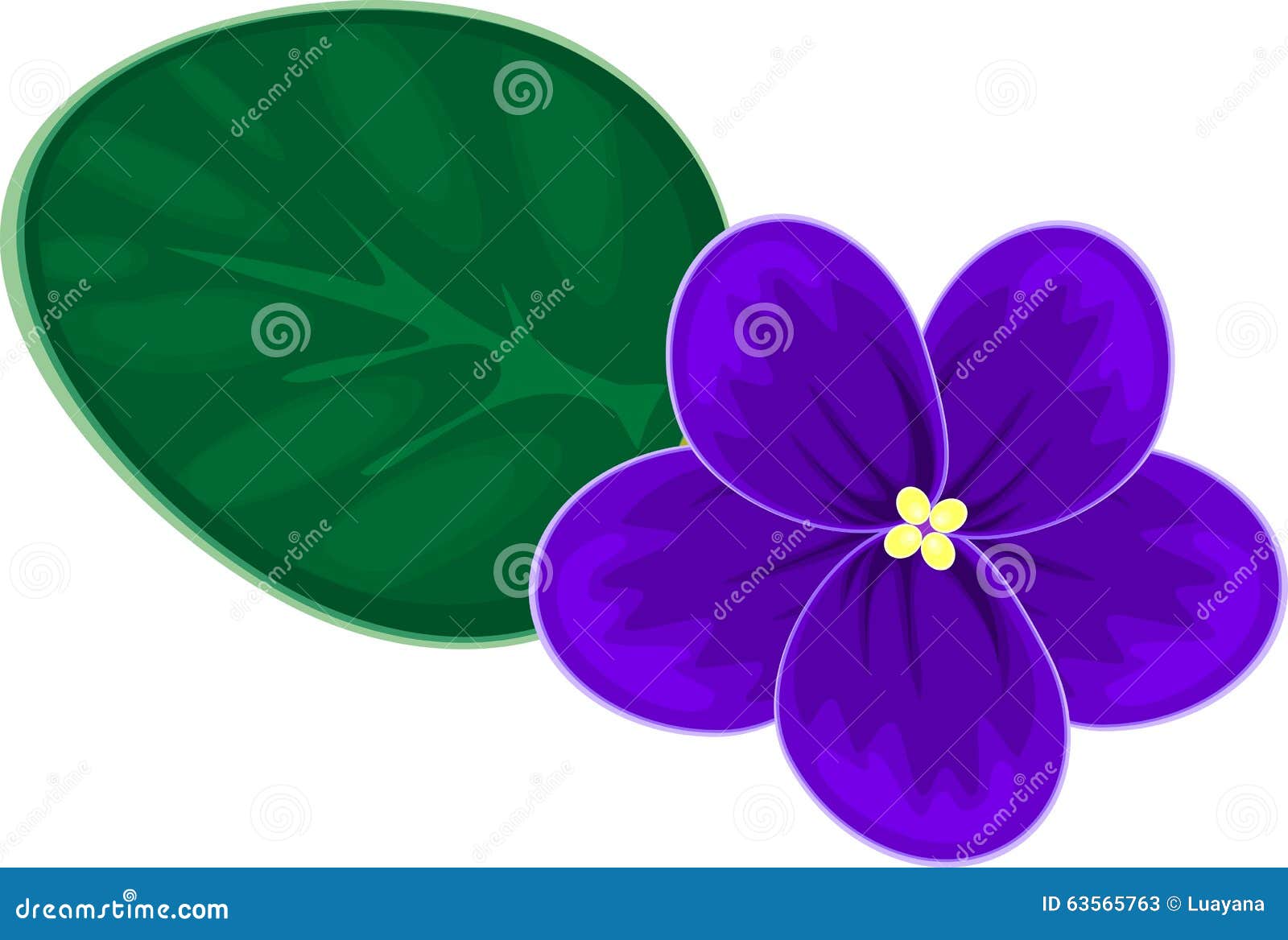 African Violets (saintpaulia) Cartoon Vector | CartoonDealer.com #63565763
