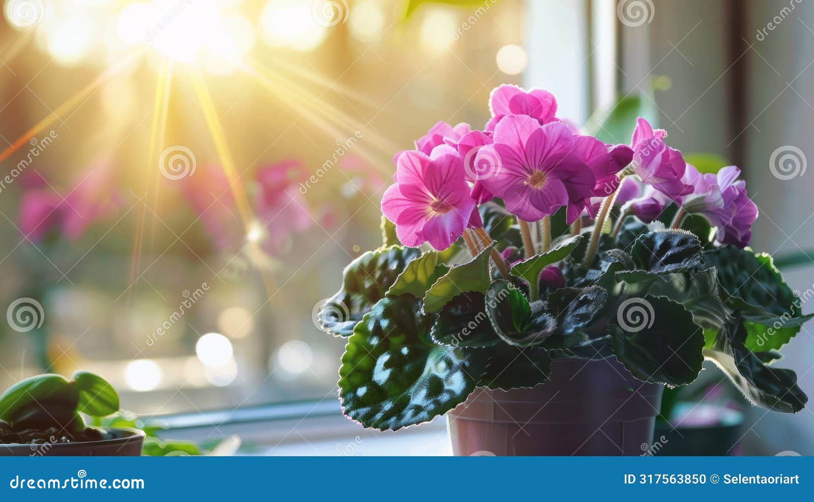 African Violets: Sunlight Vs. Artificial Light Stock Illustration ...