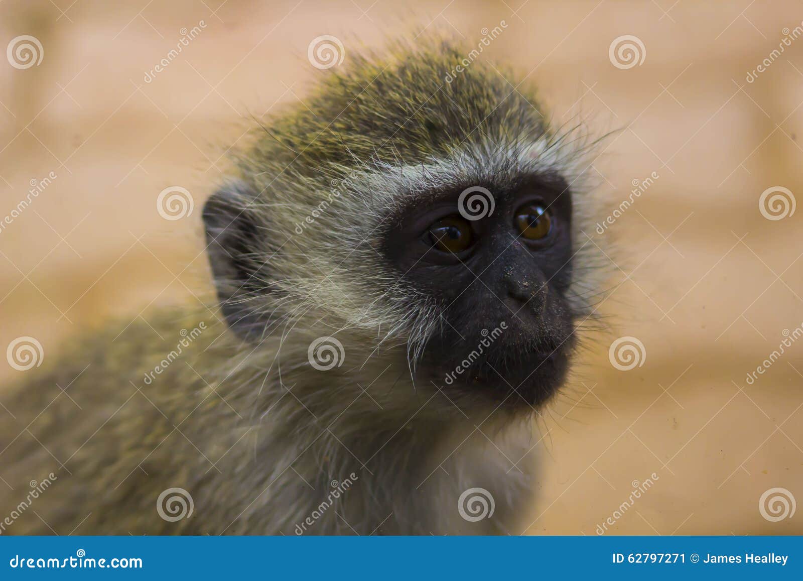African Vivid Monkey in Tree Stock Image - Image of animals, walking ...