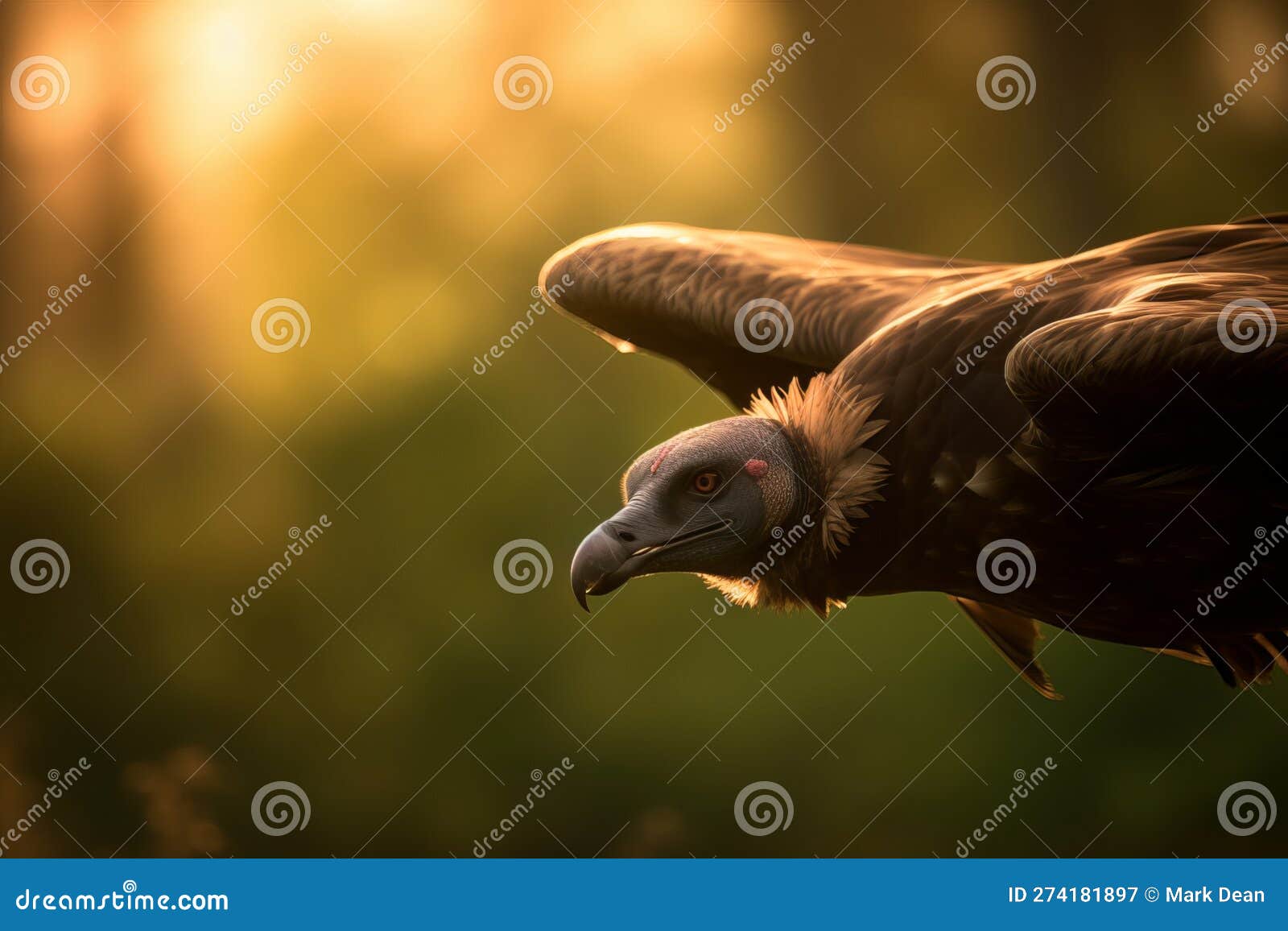 African Vulture in Flight Sunset. - Generative AI Art Stock ...