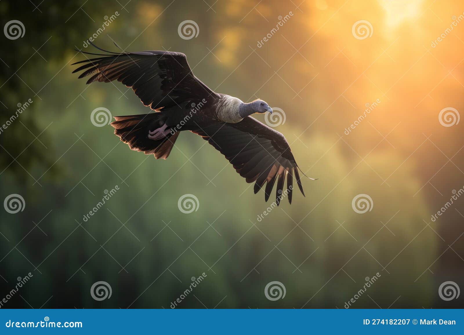 African Vulture in Flight Sunset. - Generative AI Art Stock ...
