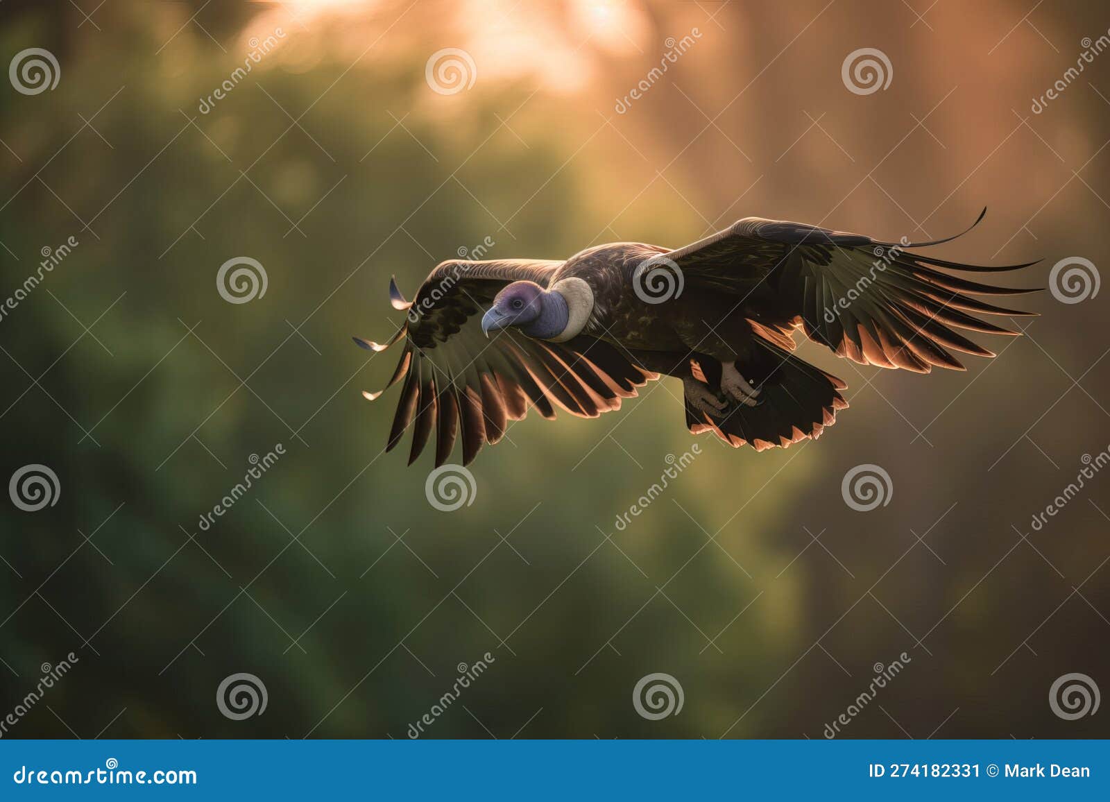 African Vulture in Flight Sunset. - Generative AI Art Stock ...