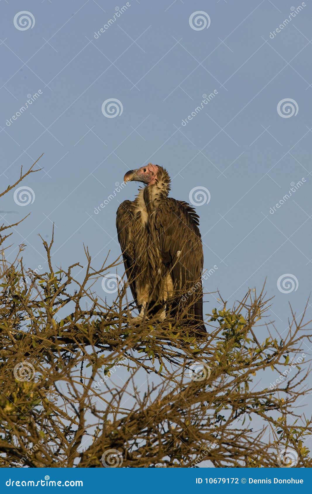 African Vulture in tree stock photo. Image of vulture - 10679172