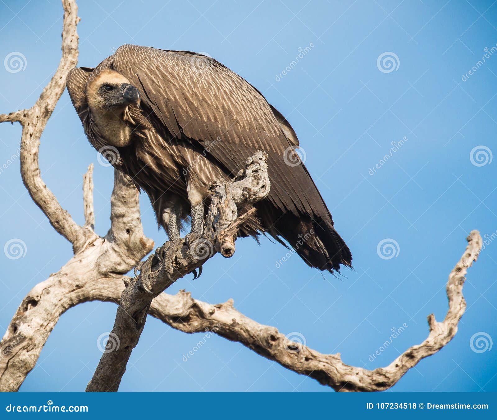 African Vulture in Tree stock photo. Image of feathers - 107234518