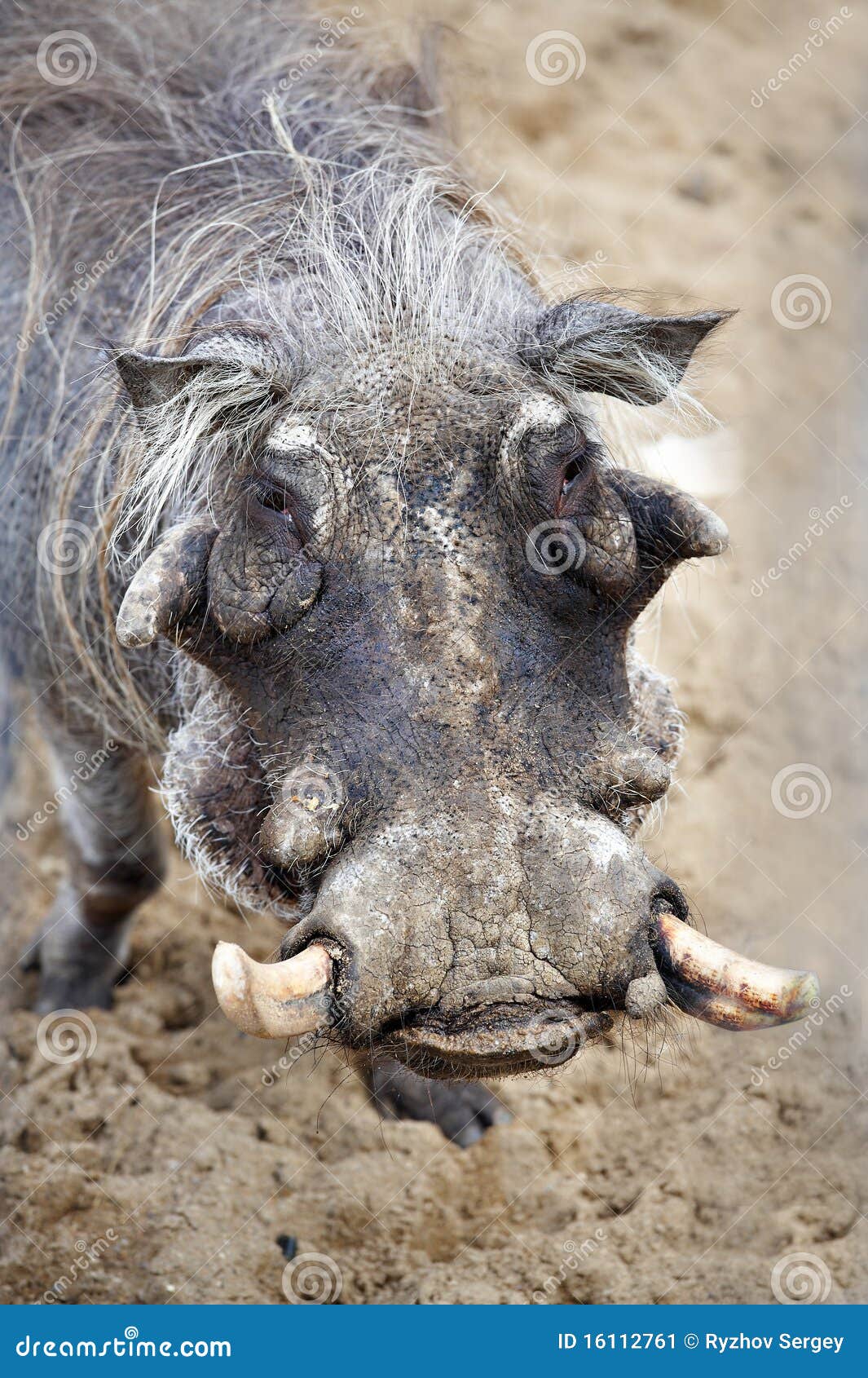 African warthog stock image. Image of ecology, head, mammals - 16112761