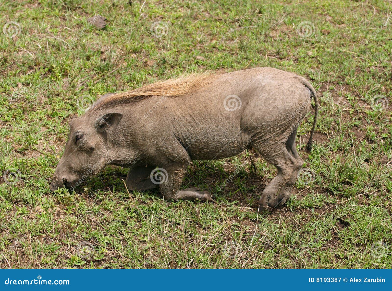 African Warthog Picture. Image: 8193387