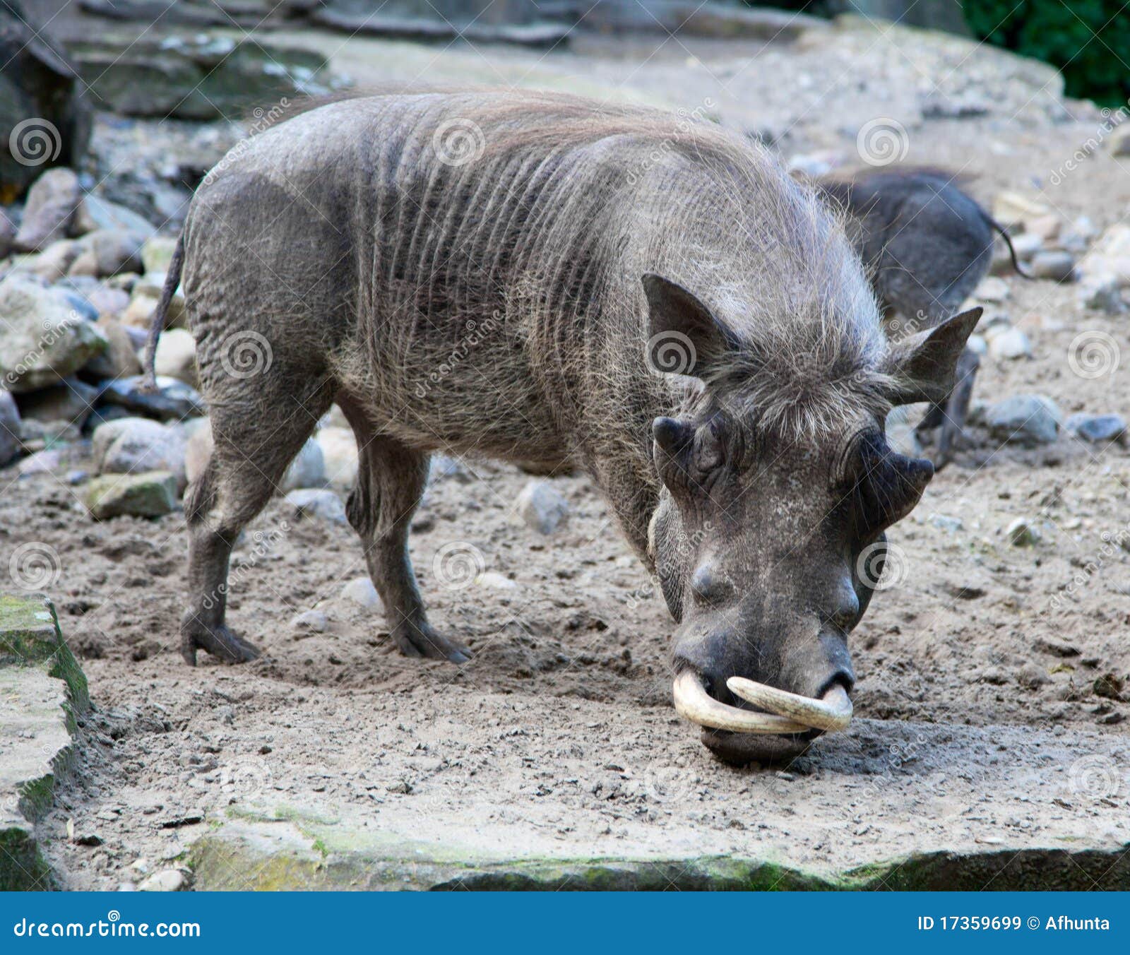 African warthog in nature stock image. Image of wildlife - 17359699
