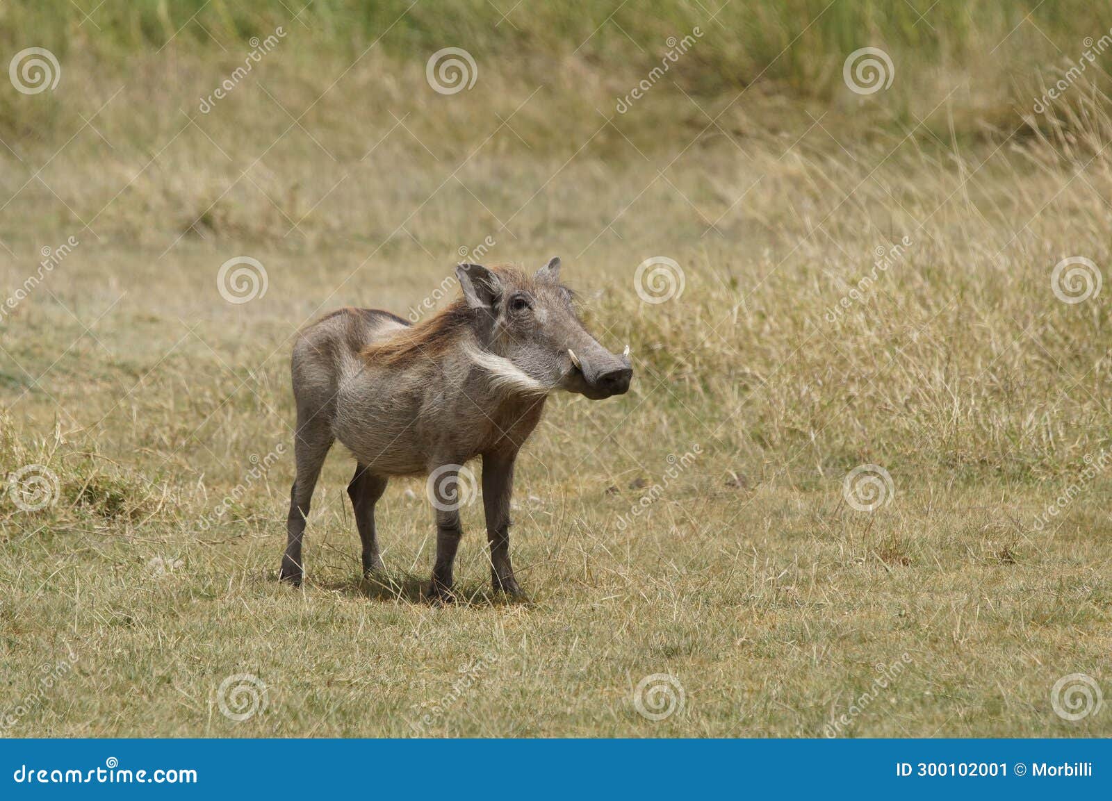 African Warthog Oin The Savanna Of Botswana In Africa Royalty-Free ...