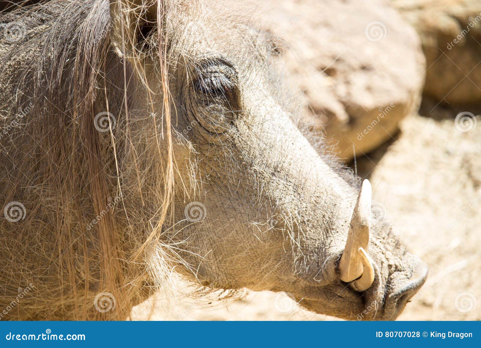 African Warthog stock photo. Image of africa, common - 80707028
