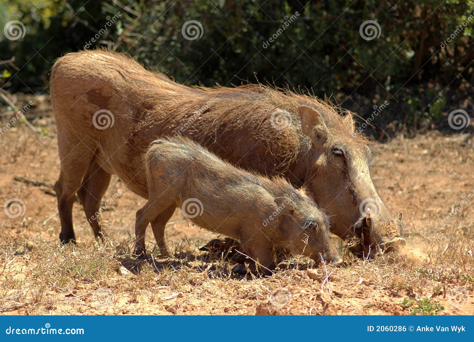 African Warthogs stock photo. Image of beautiful, africa - 2060286