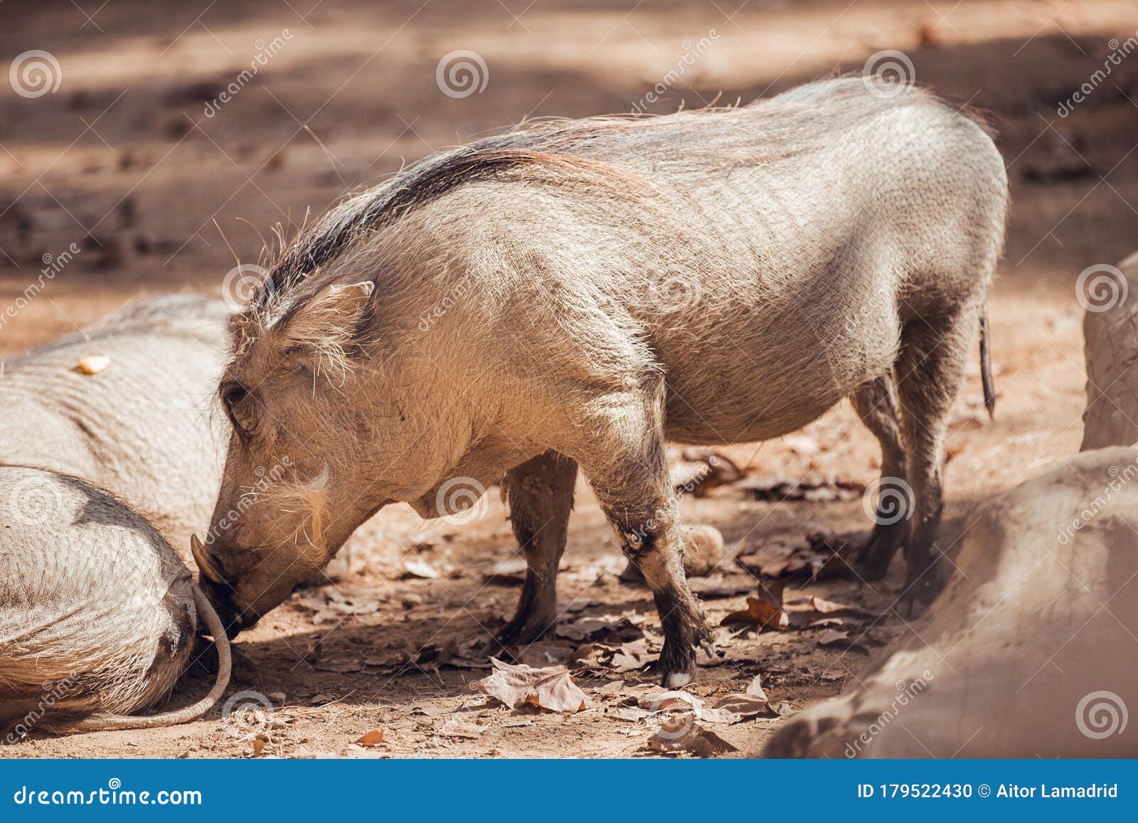 African Warthogs Profile Portrait Stock Photo - Image of family, bush ...