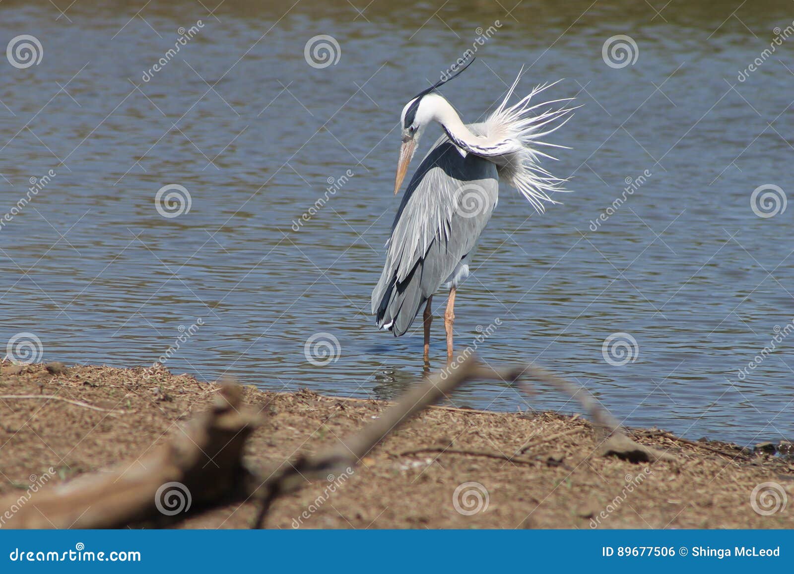 African Water Bird stock photo. Image of lake, long, grey - 89677506