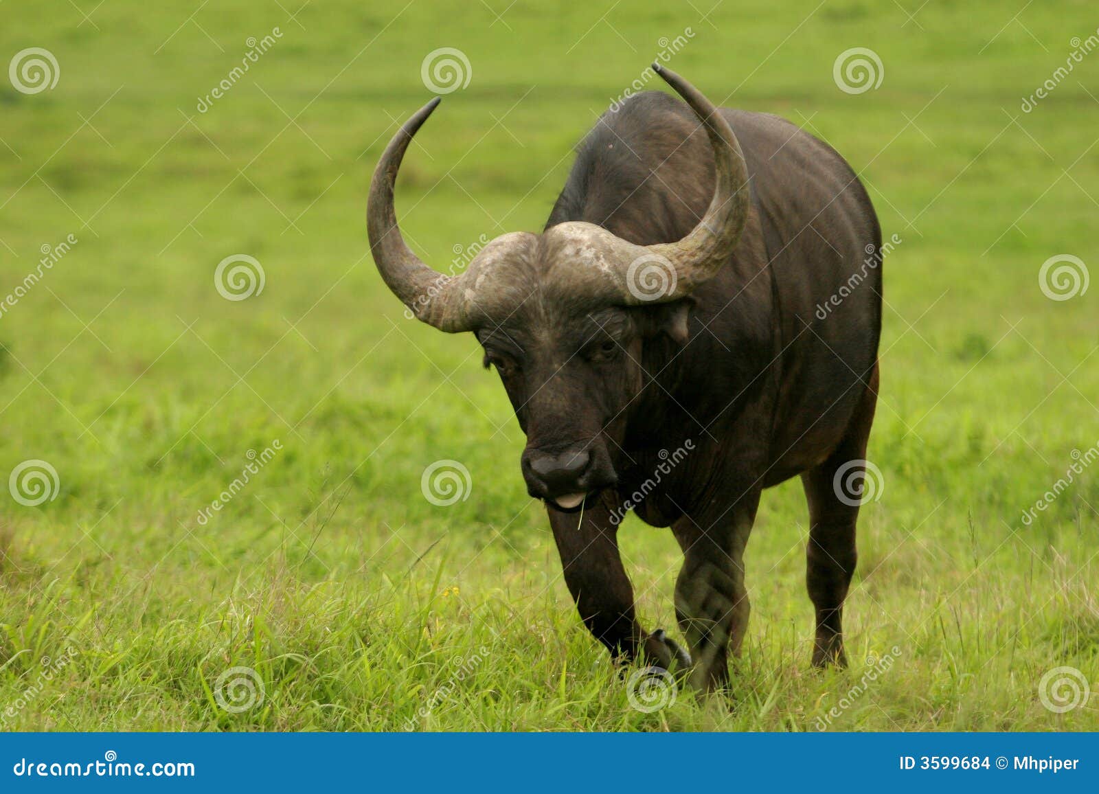 African Water Buffalo stock photo. Image of five, wildlife - 3599684
