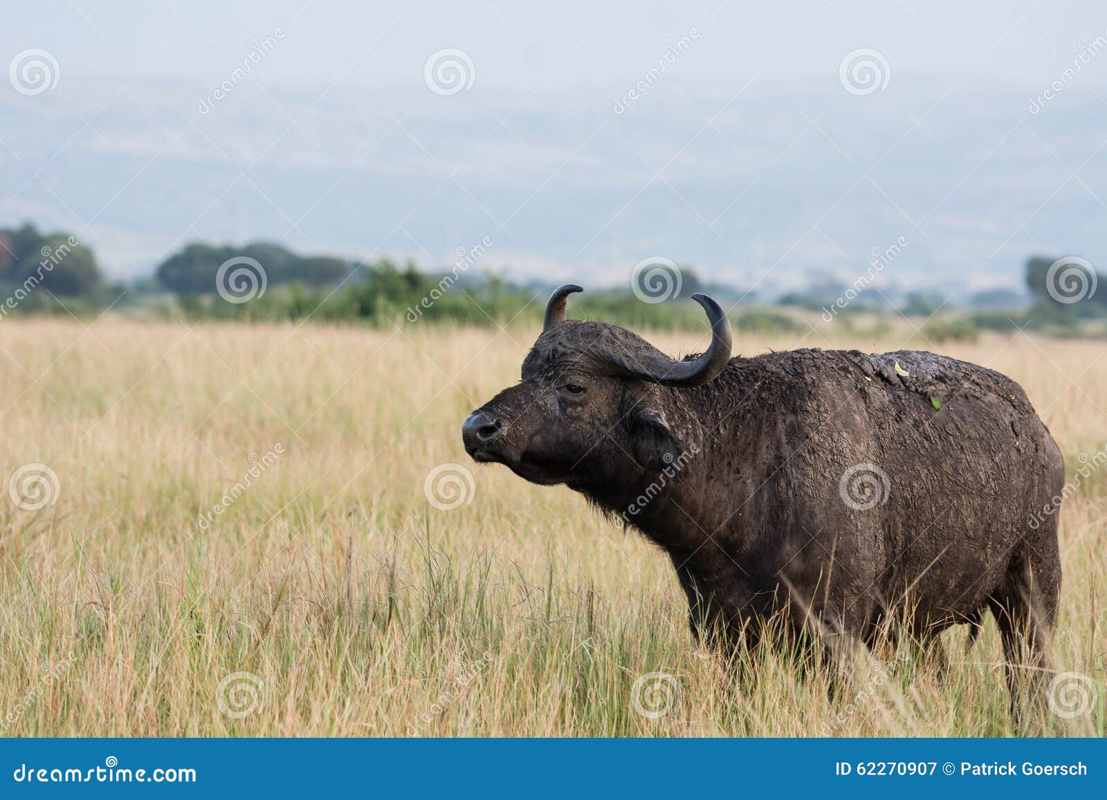 African water buffalo stock image. Image of wild, tired - 62270907