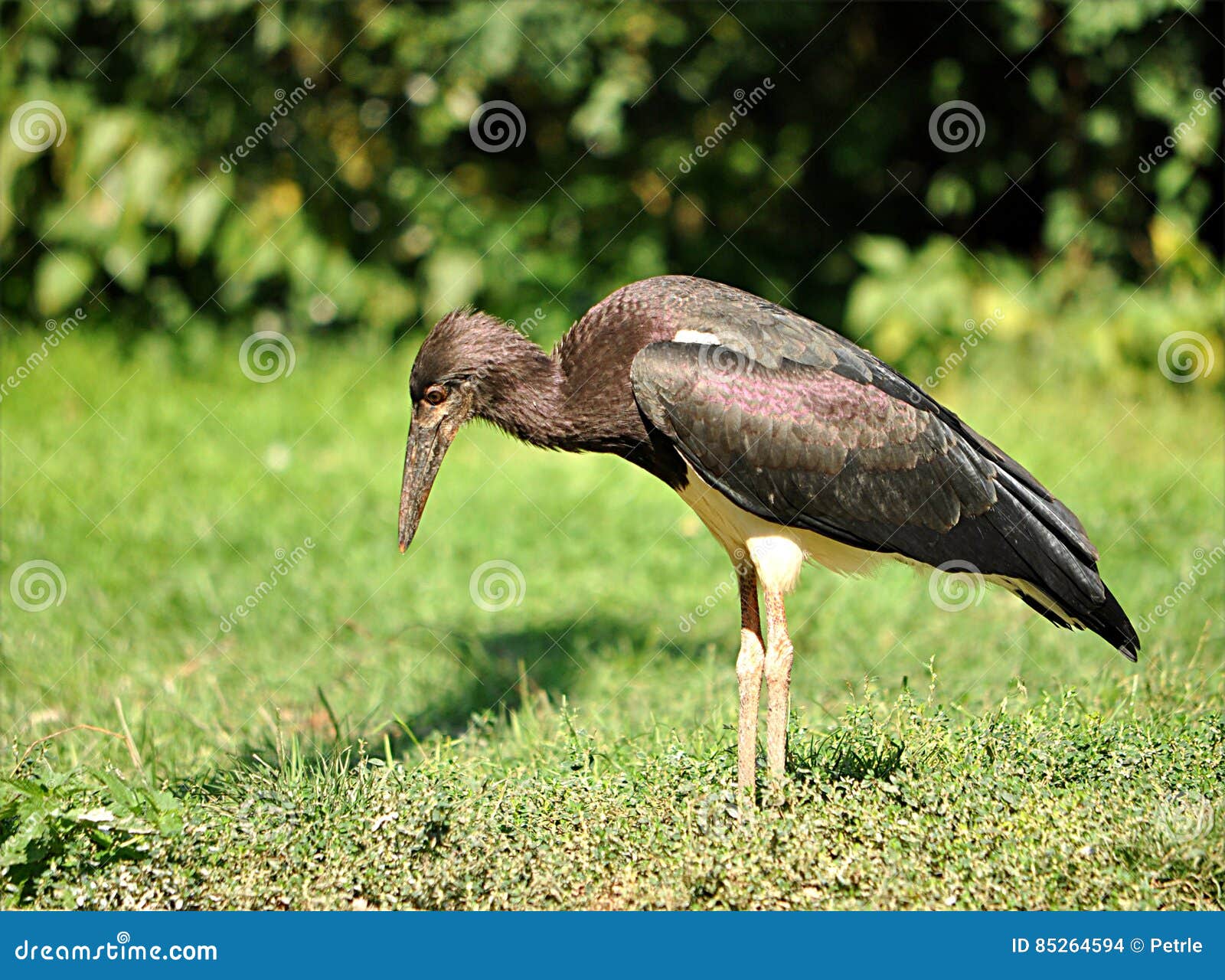 African waterbirds stock photo. Image of colored, view - 85264594