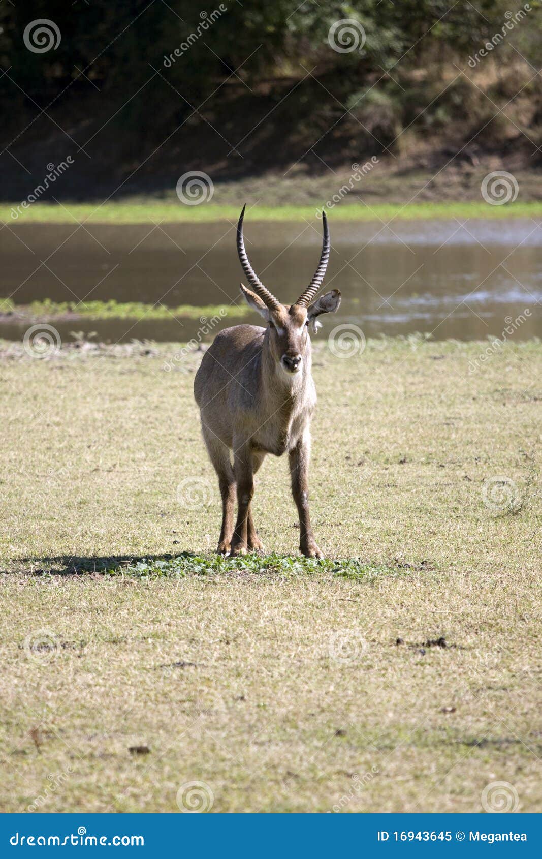 Royalty Free Images, Cartoons, Illustrations And Photos Designed By ...