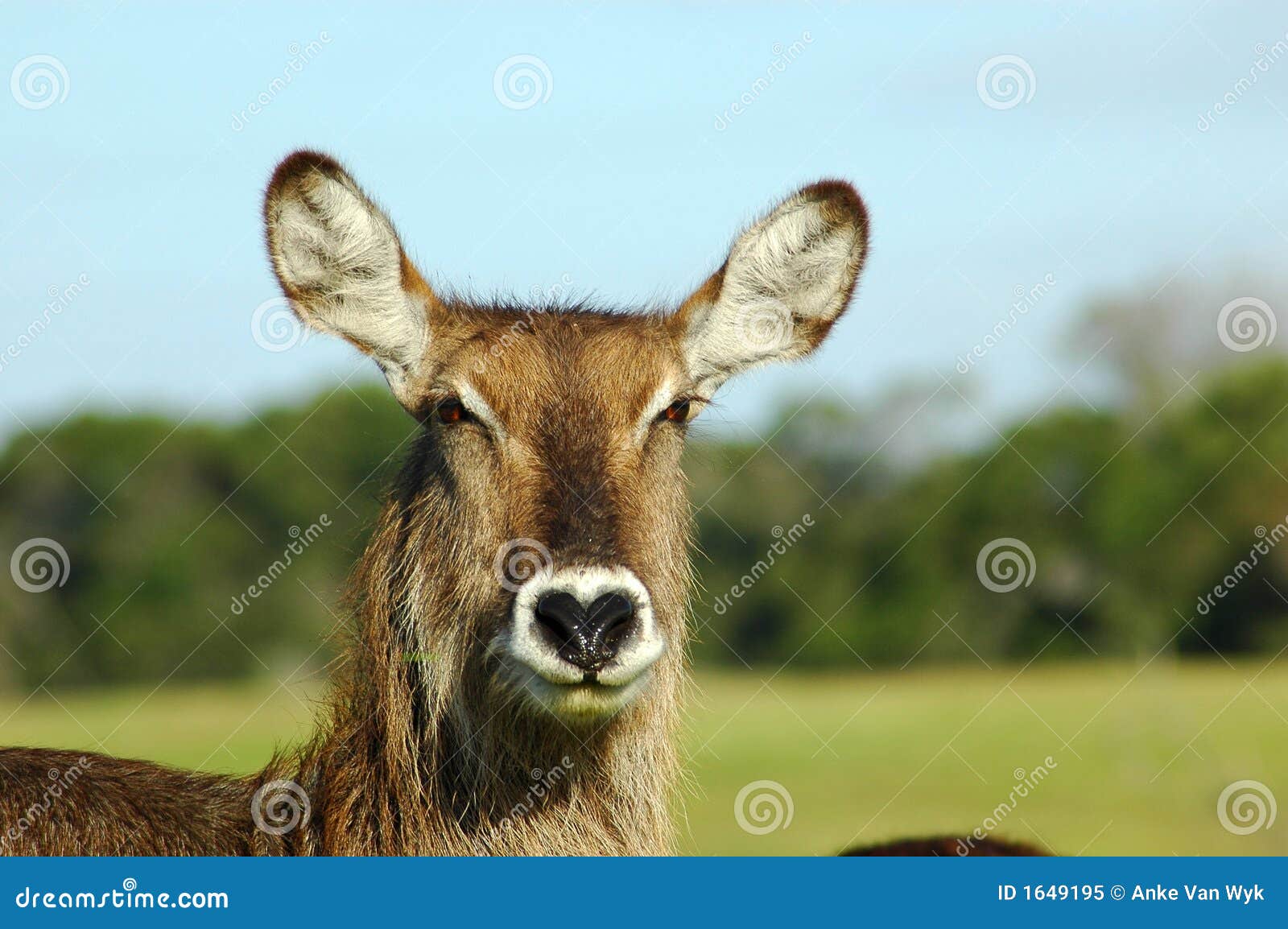 African Waterbuck Portrait stock image. Image of grass - 1649195
