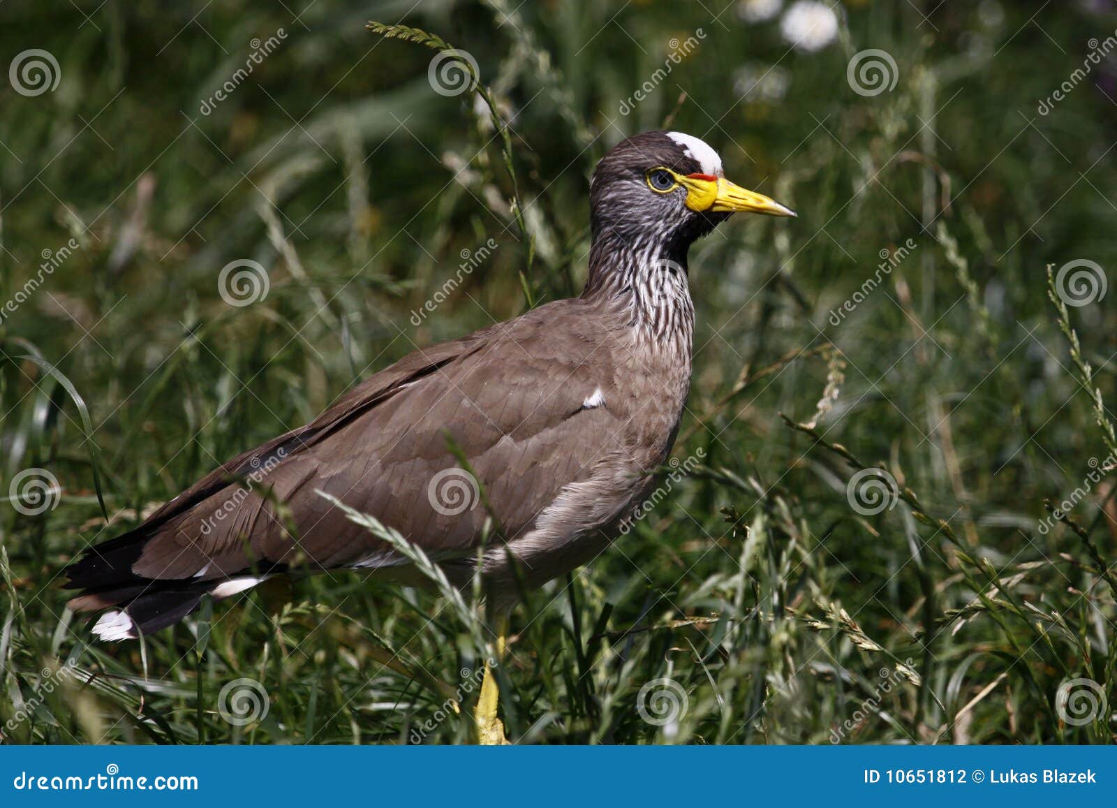 African wattled lapwing stock photo. Image of wattled - 10651812