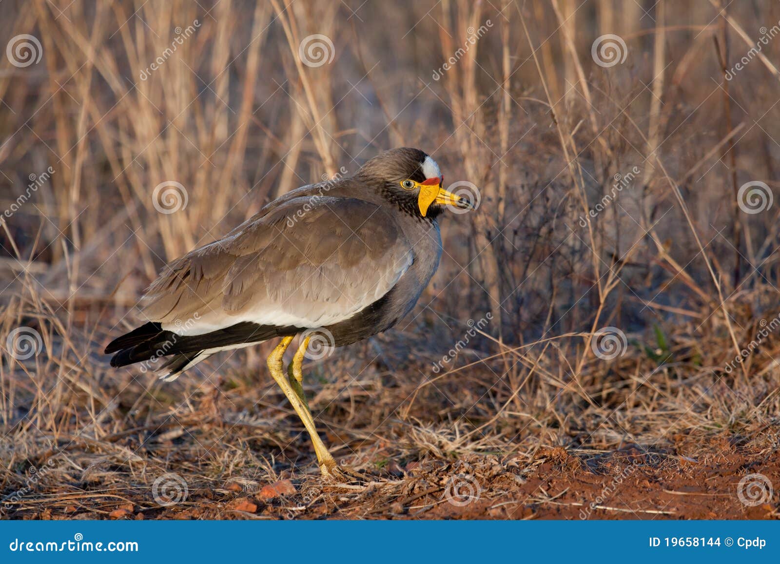 African Wattled Lapwing stock photo. Image of wilderness - 19658144