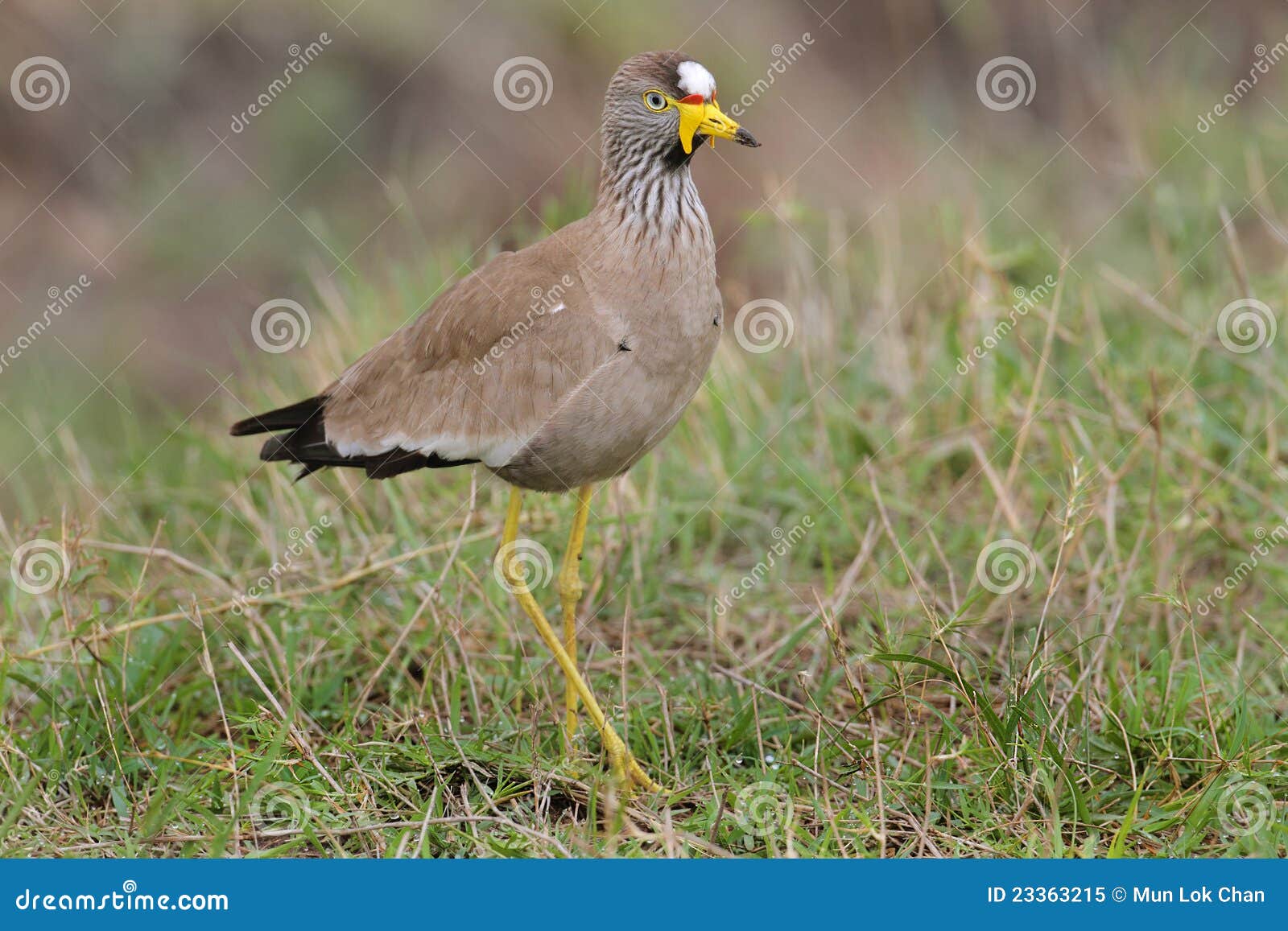 African Wattled Plover stock image. Image of wildlife - 23363215