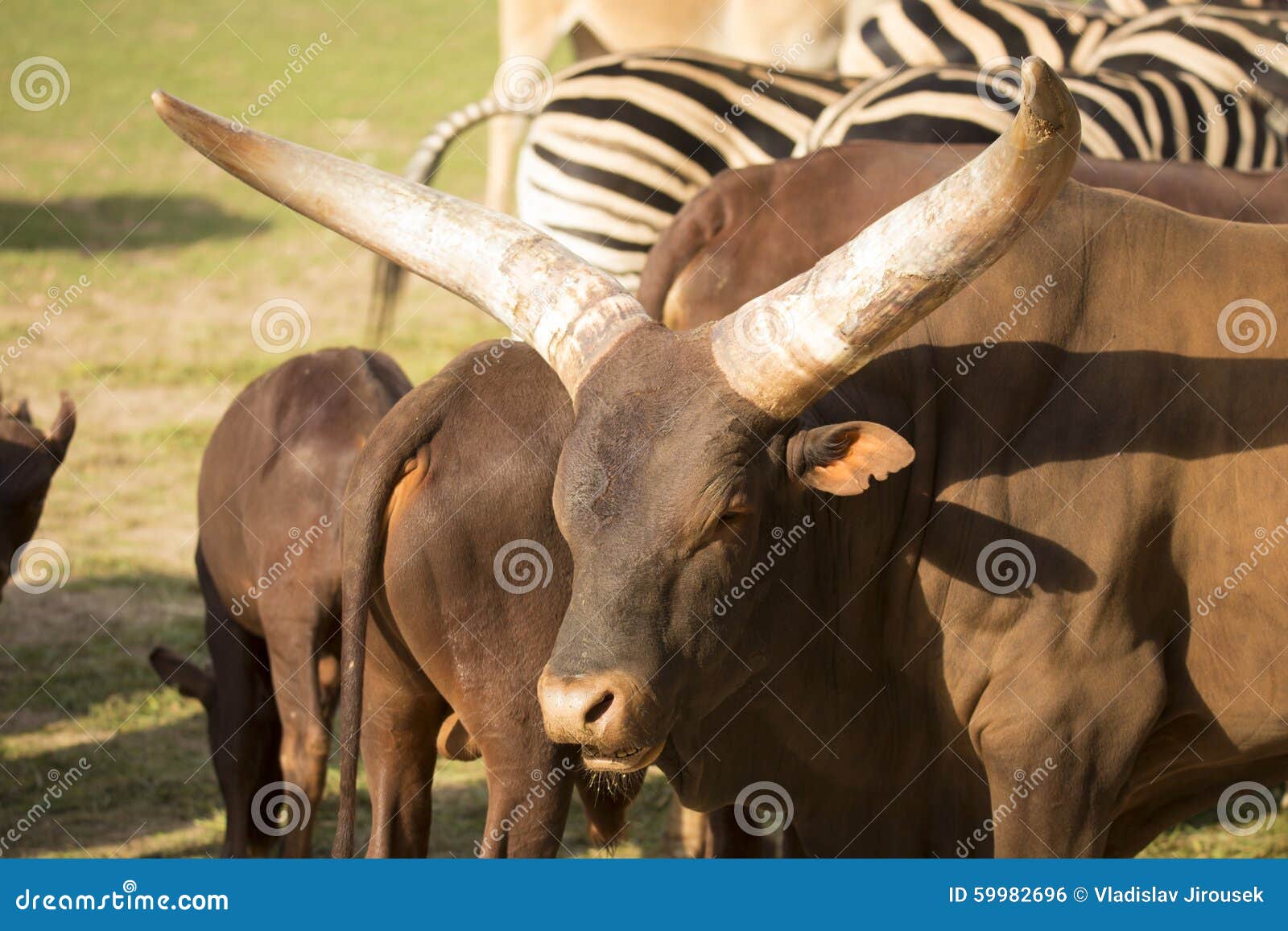 African Watusi Cattle, Bos Primigenius Features Large Horns Stock Photo ...