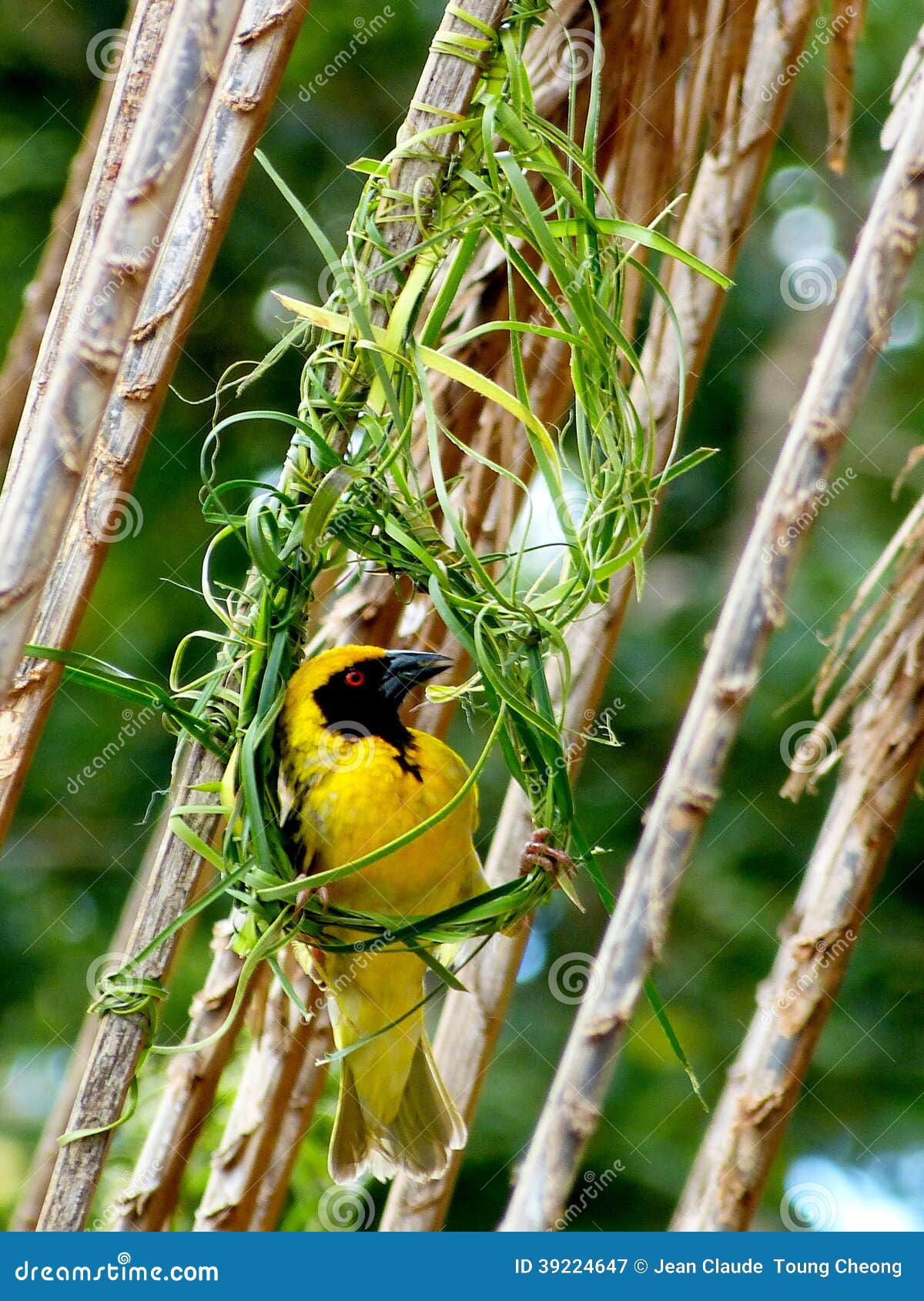 African Weaver Bird in Its Nest. Stock Image - Image of spring, yellow ...