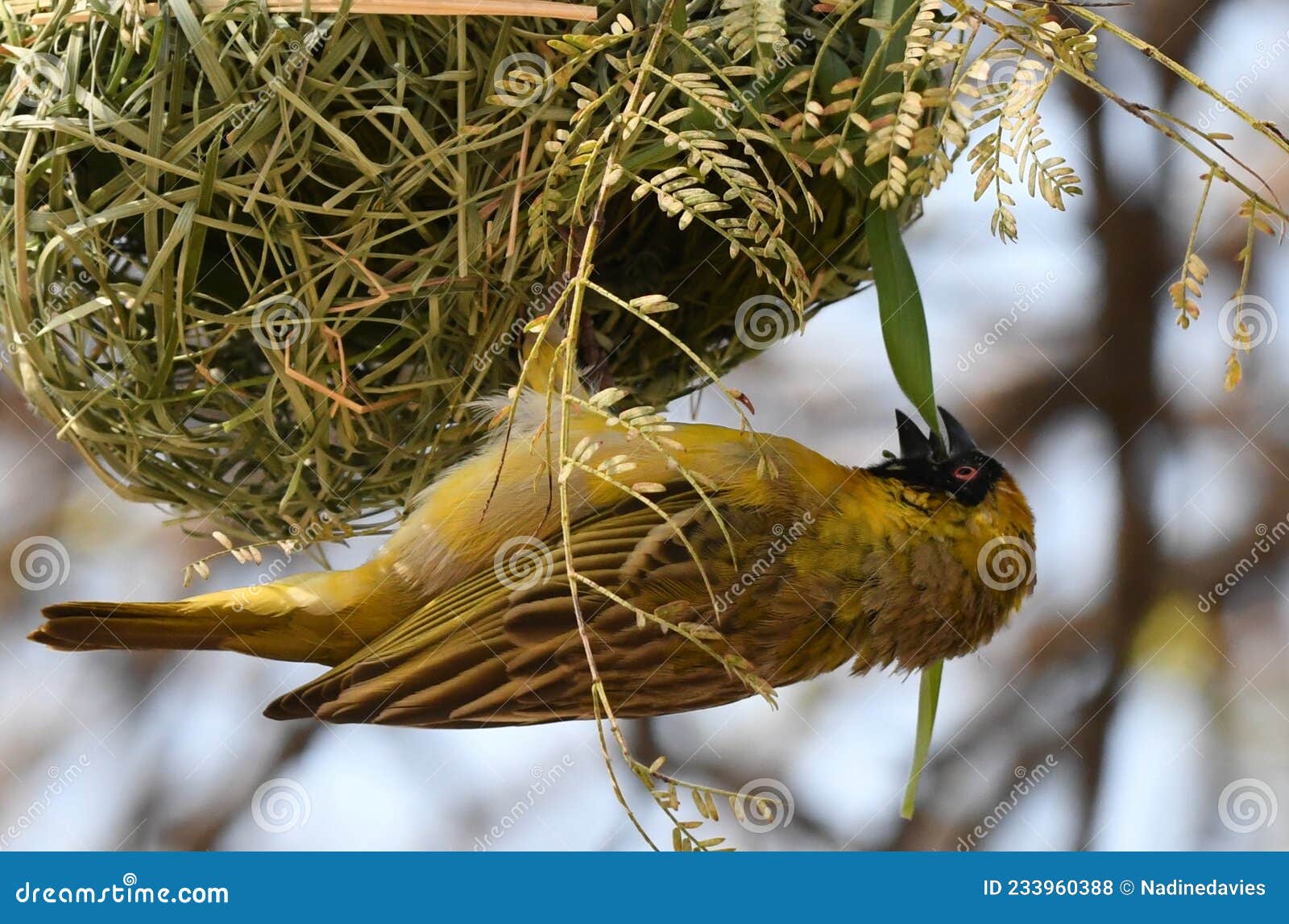 African Weaver Building Nest in South Africa Stock Photo - Image of ...