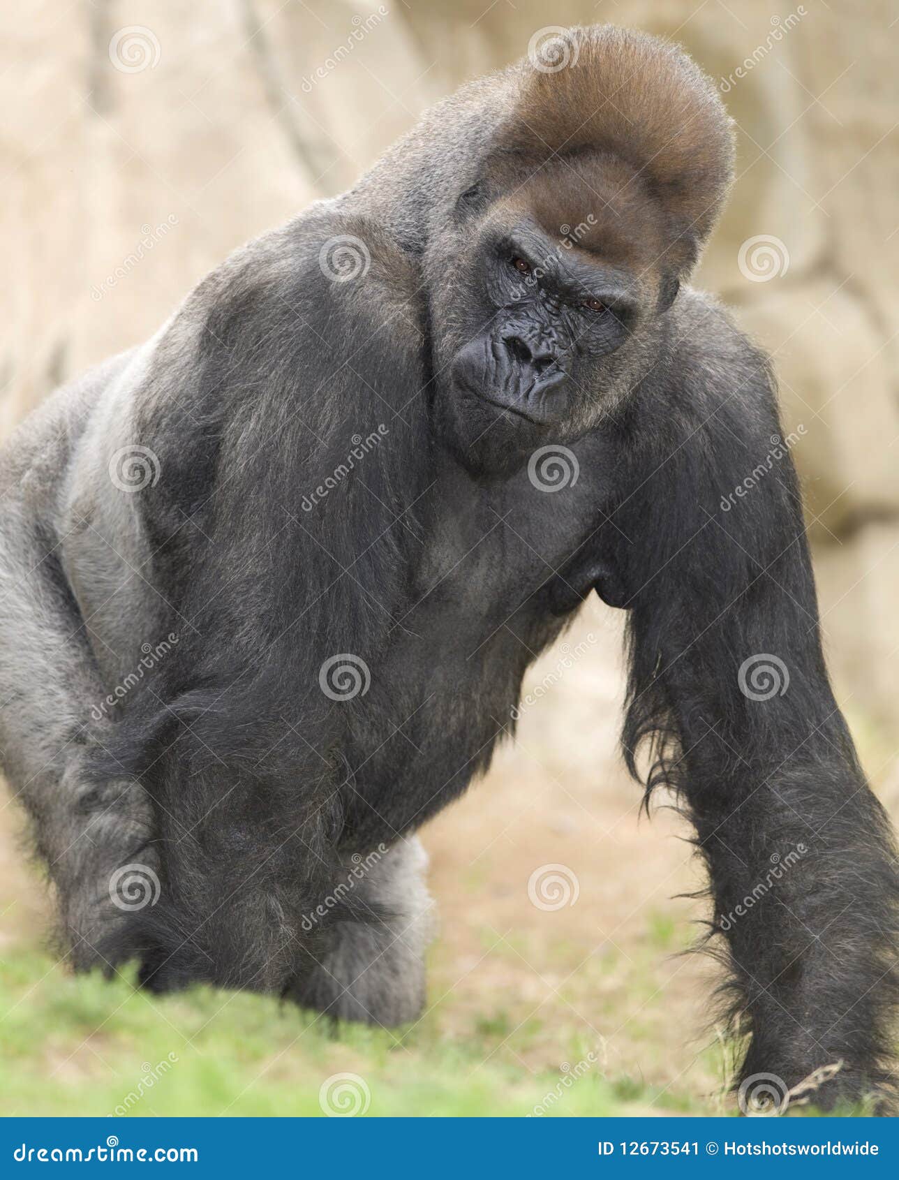 African Western Lowlands Gorilla Silverback Stock Image - Image of ...