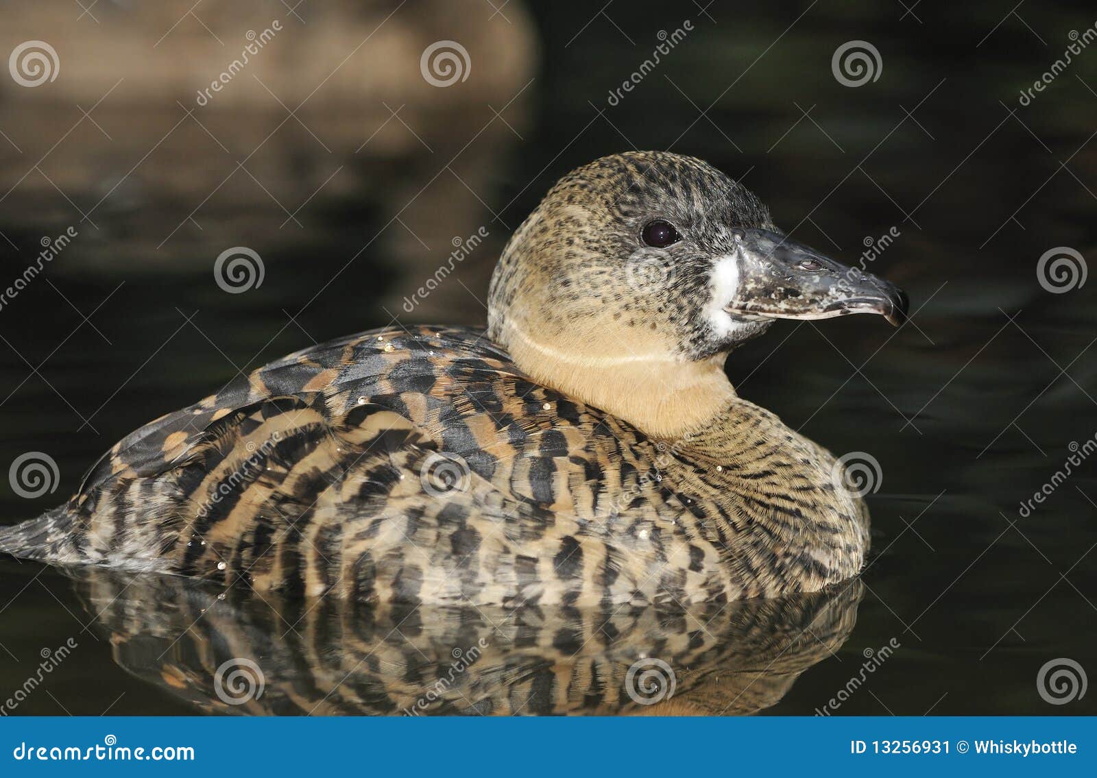 African White-back Duck stock image. Image of nature - 13256931