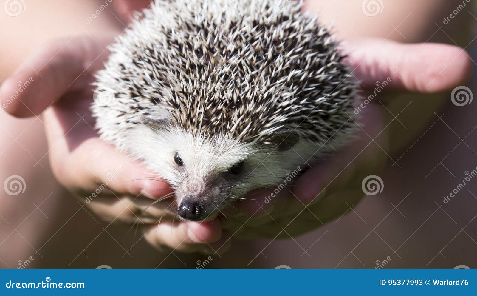 African White Belly Hedgehog Stock Photos - Free & Royalty-Free Stock ...
