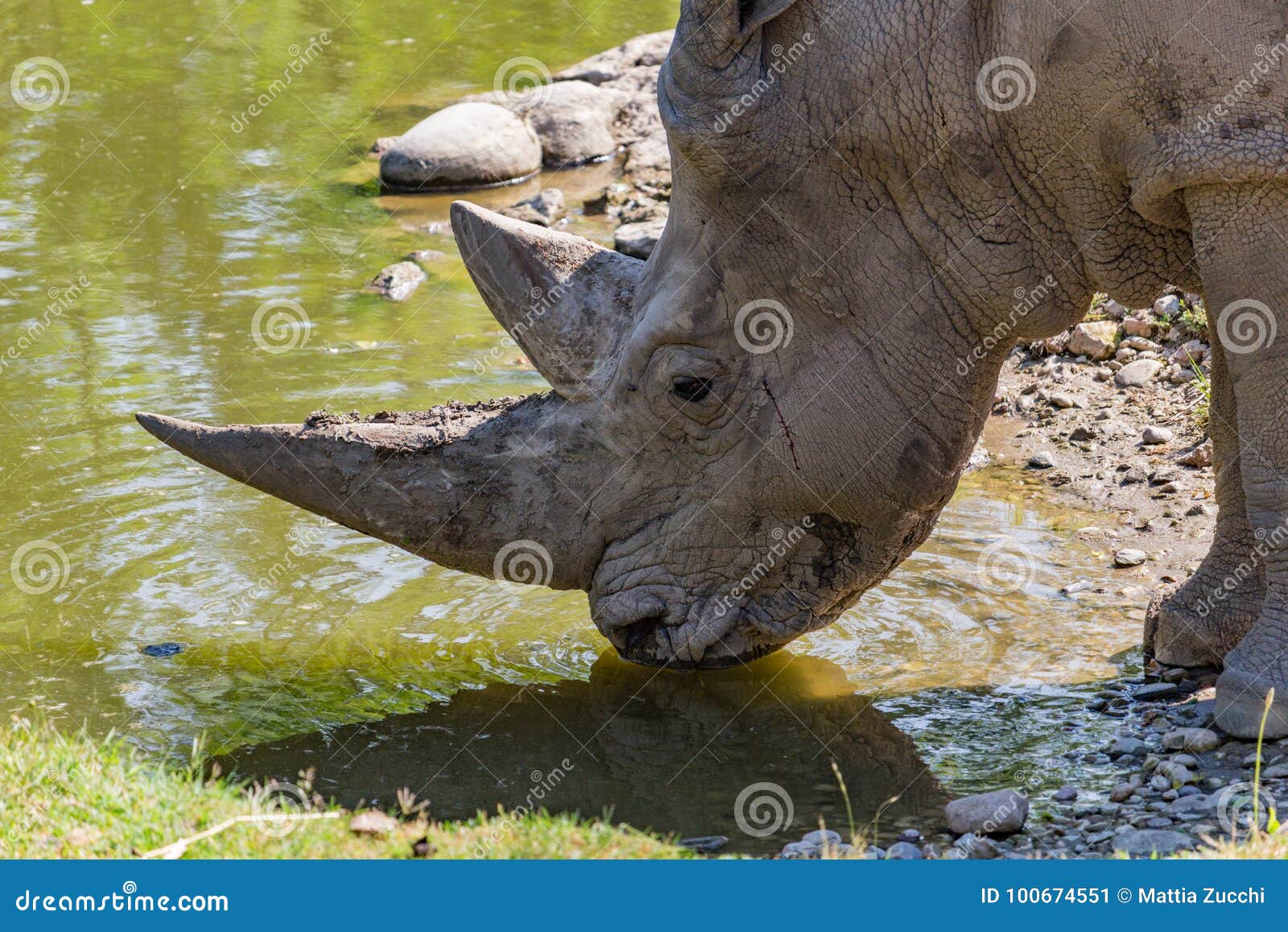 African white rhino stock image. Image of horn, thirsty - 100674551
