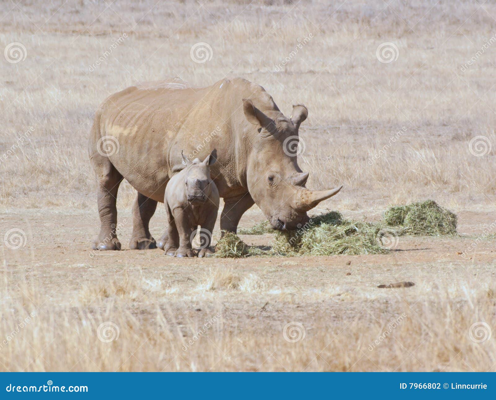 African White Rhino Cow with Calf Stock Photo - Image of square, feed ...