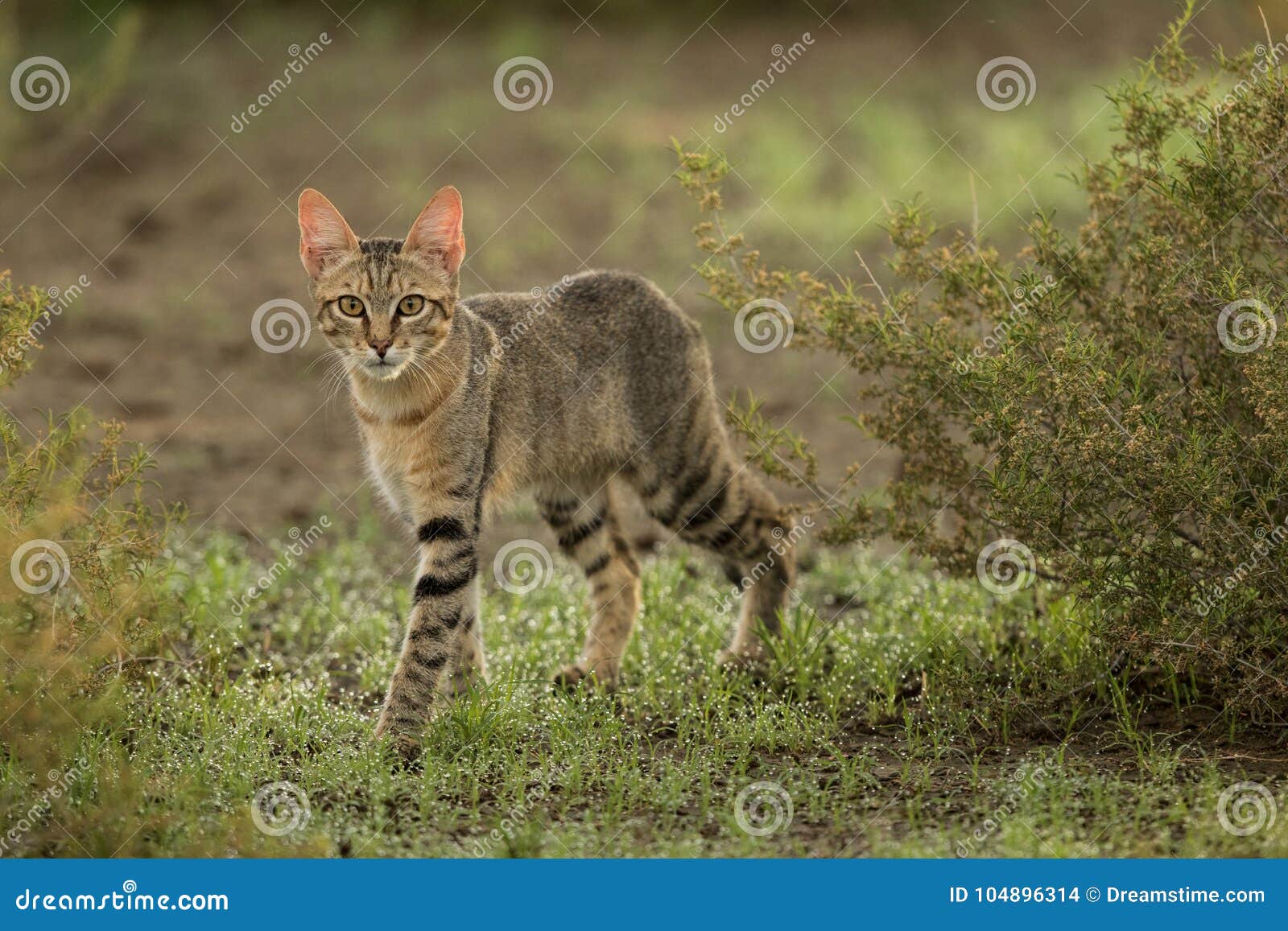 African_Wid_cat stock photo. Image of eyes, feline, animals - 104896314