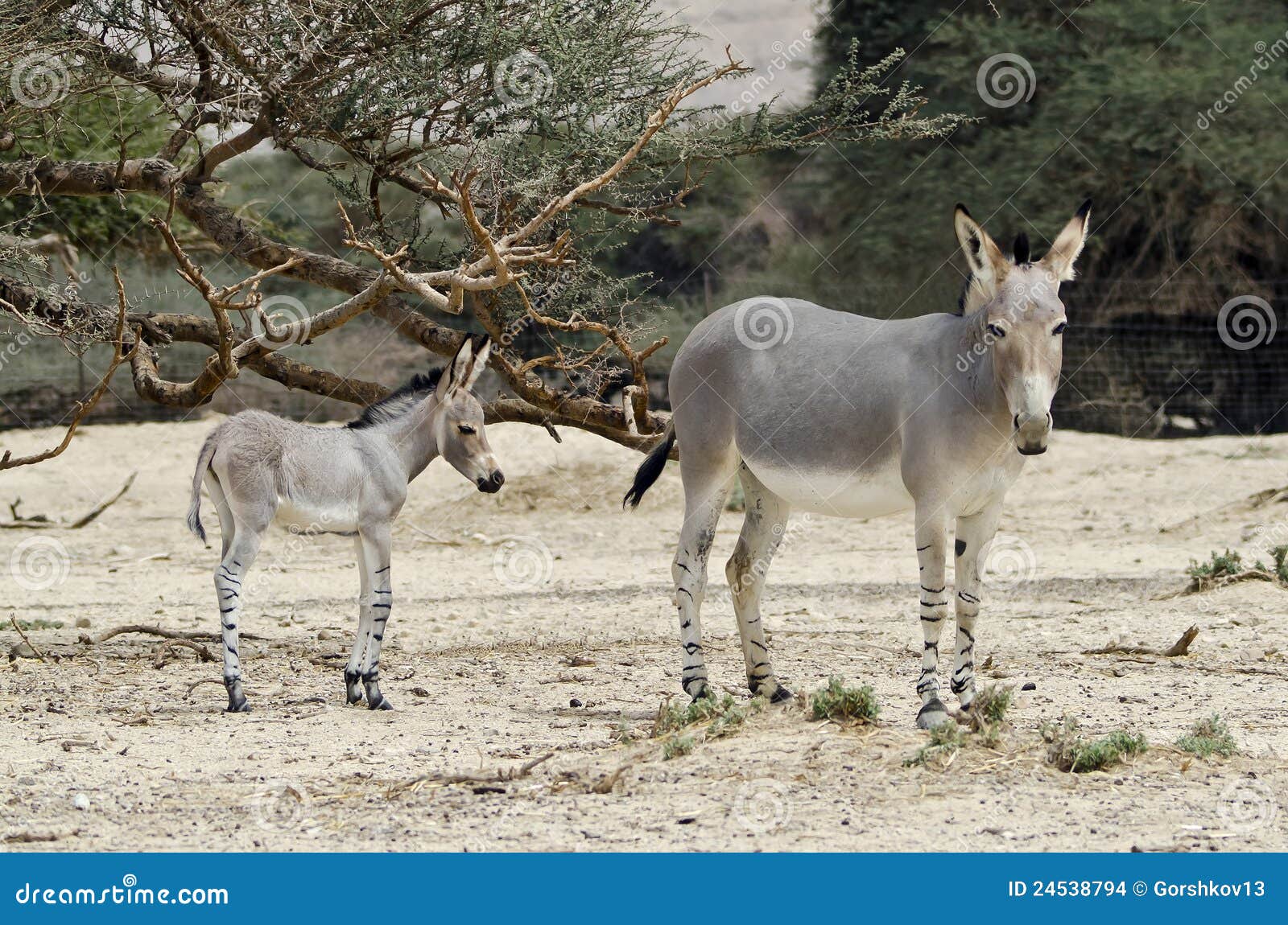 African Wild (Equus Africanus) Stock Photo - Image of biology, kibbutz ...