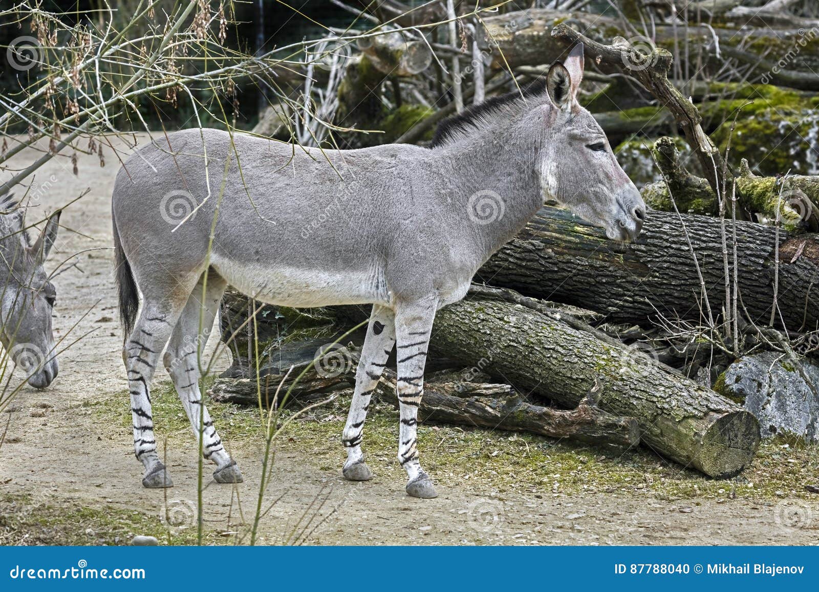 African wild donkey 10 stock photo. Image of environment - 87788040