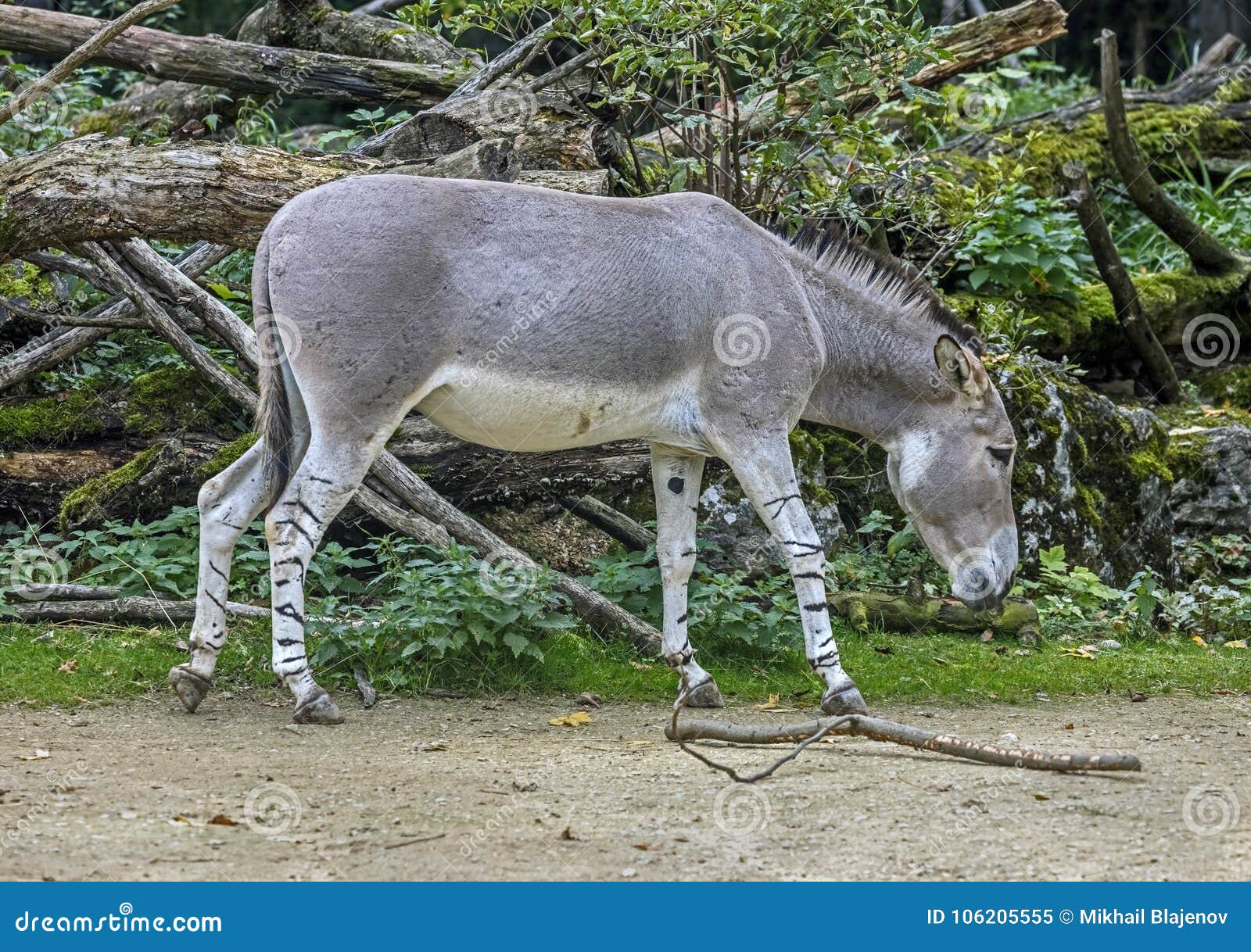 African wild donkey 13 stock image. Image of animal - 106205555