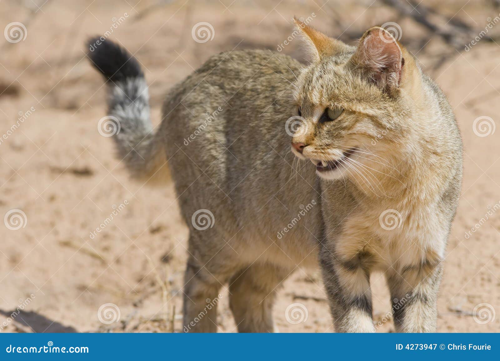 African Wild Dog Lycaon Pictus Almost Sleeping, Madikwe Game Reserve ...