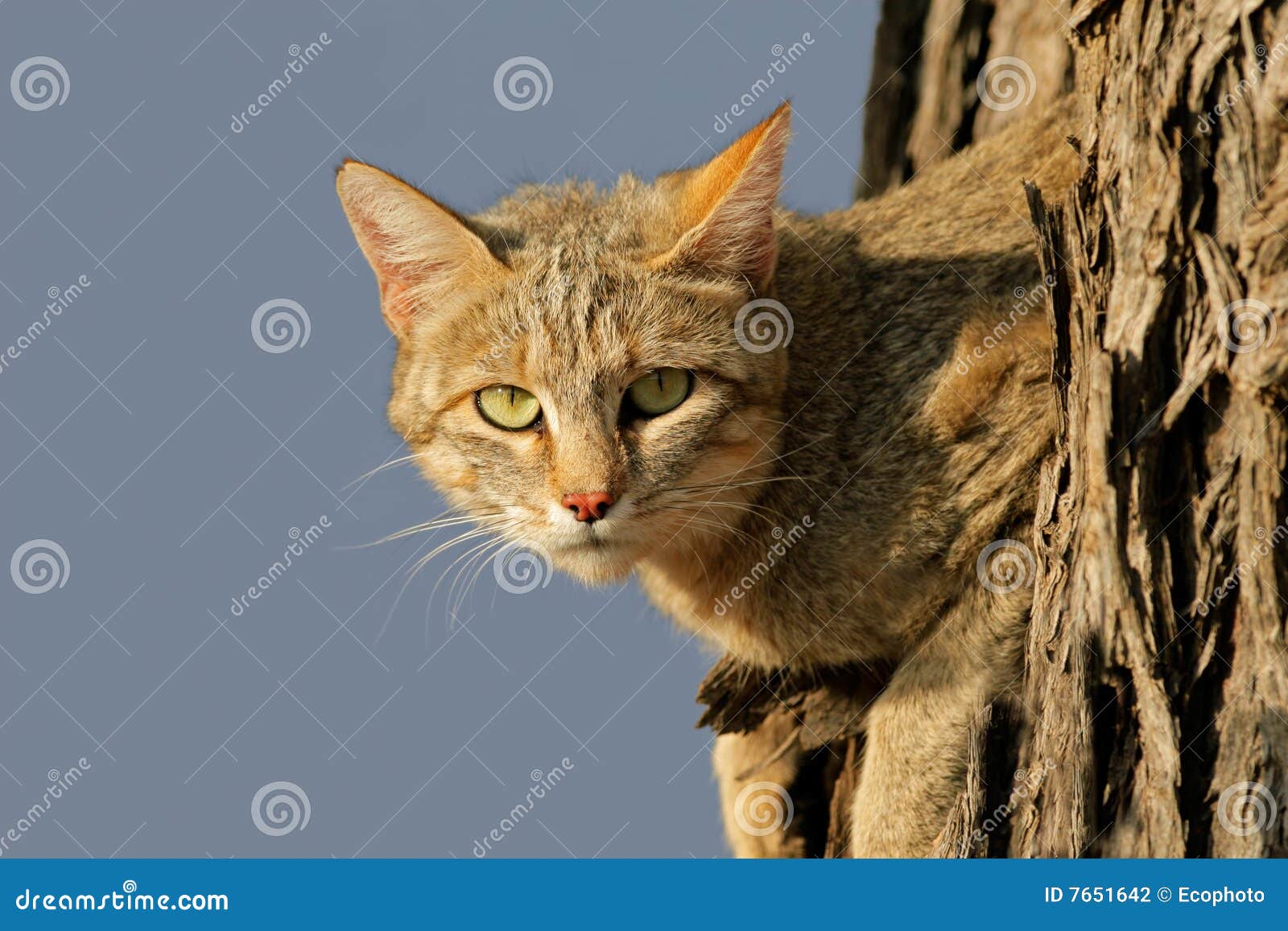 African wild cat stock photo. Image of africa, behaviour - 7651642