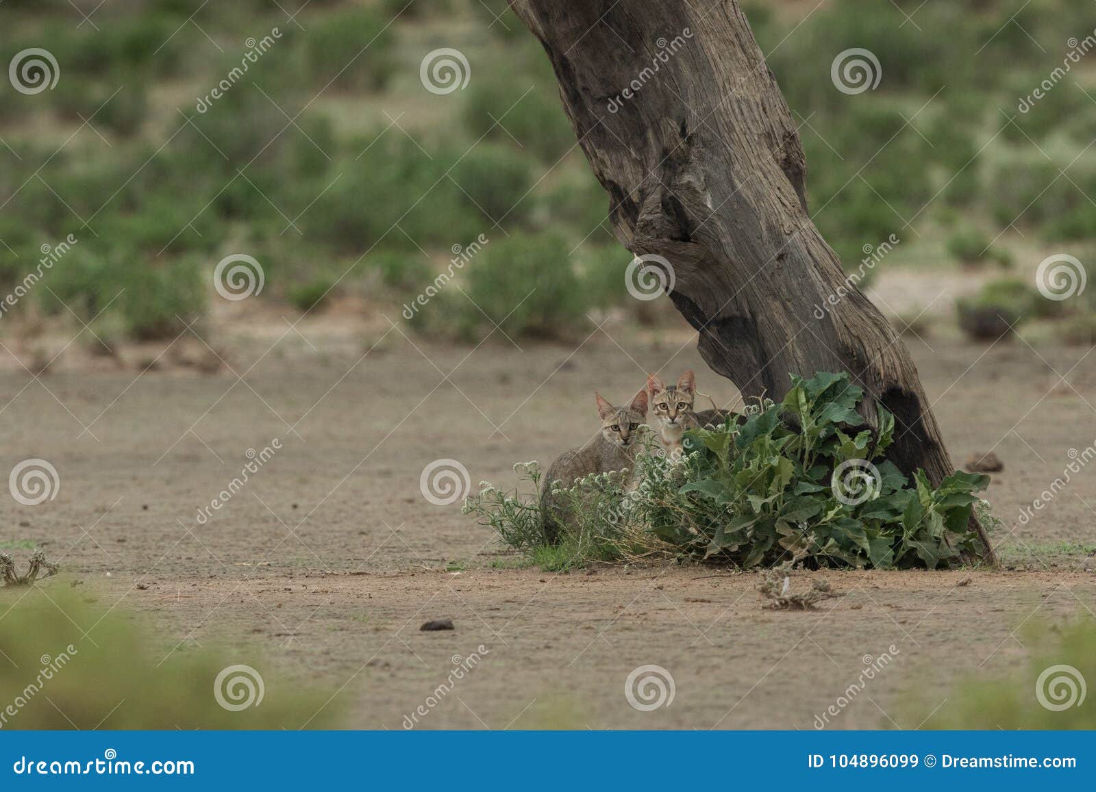 African_wild_cats stock image. Image of life, feline - 104896099