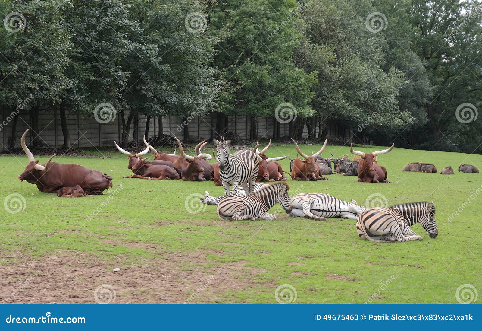African Wild Cattle and Zebras Stock Photo - Image of horn, mammal ...