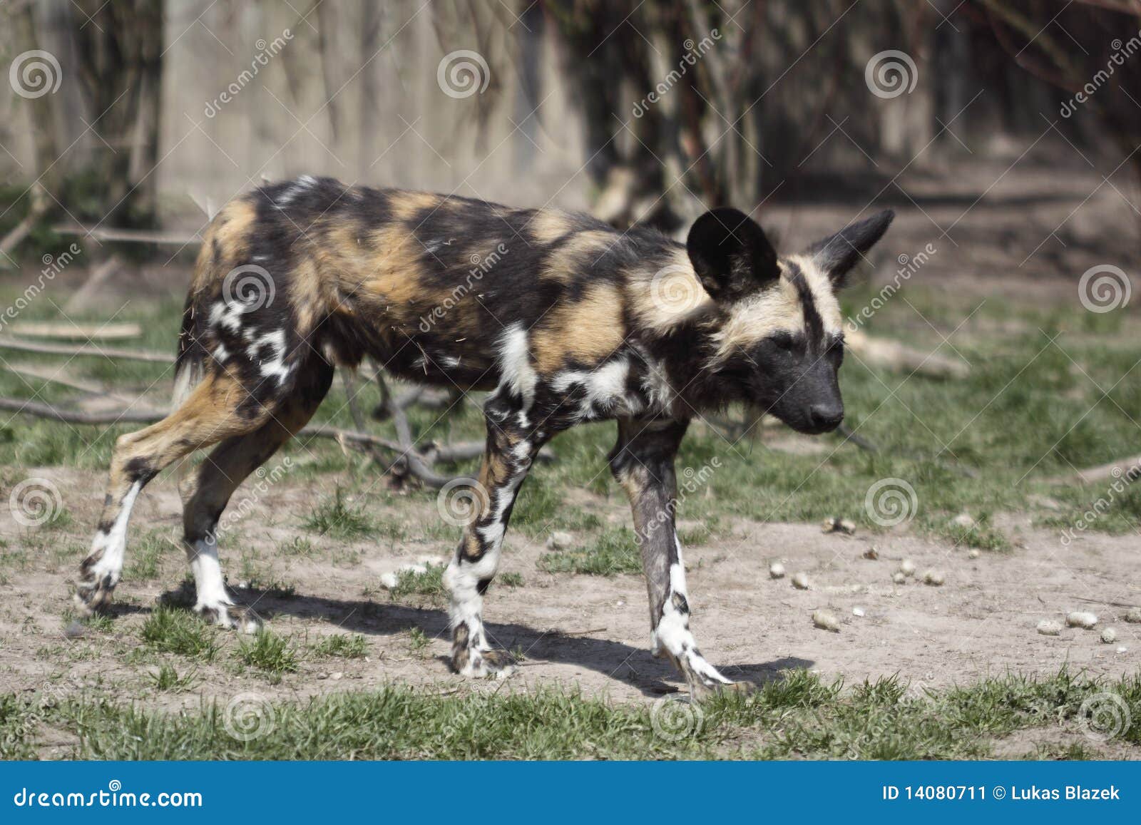 African wild dog stock image. Image of lycaon, african - 14080711