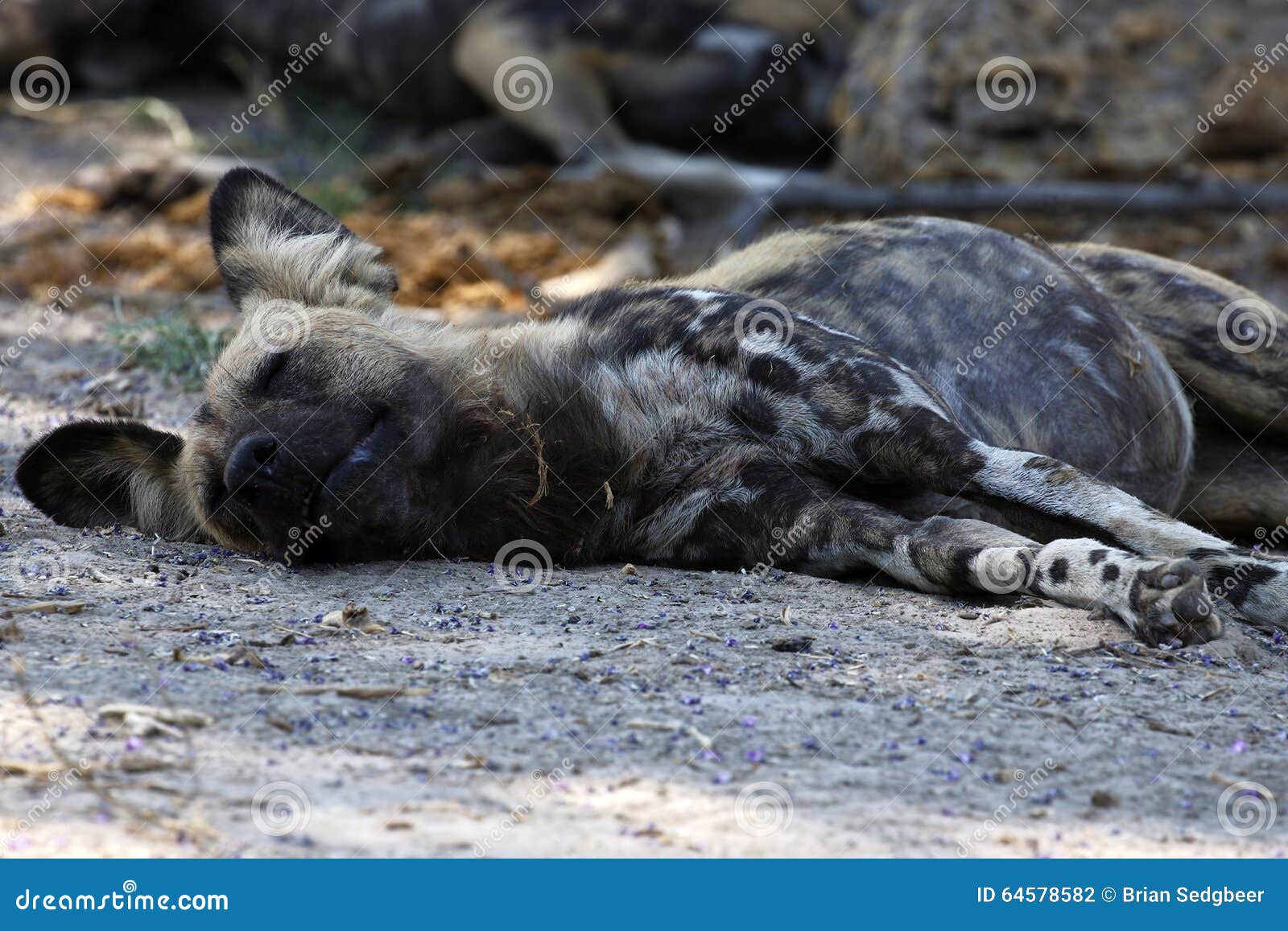 Wolf Stomach Stock Photos - Free & Royalty-Free Stock Photos from ...