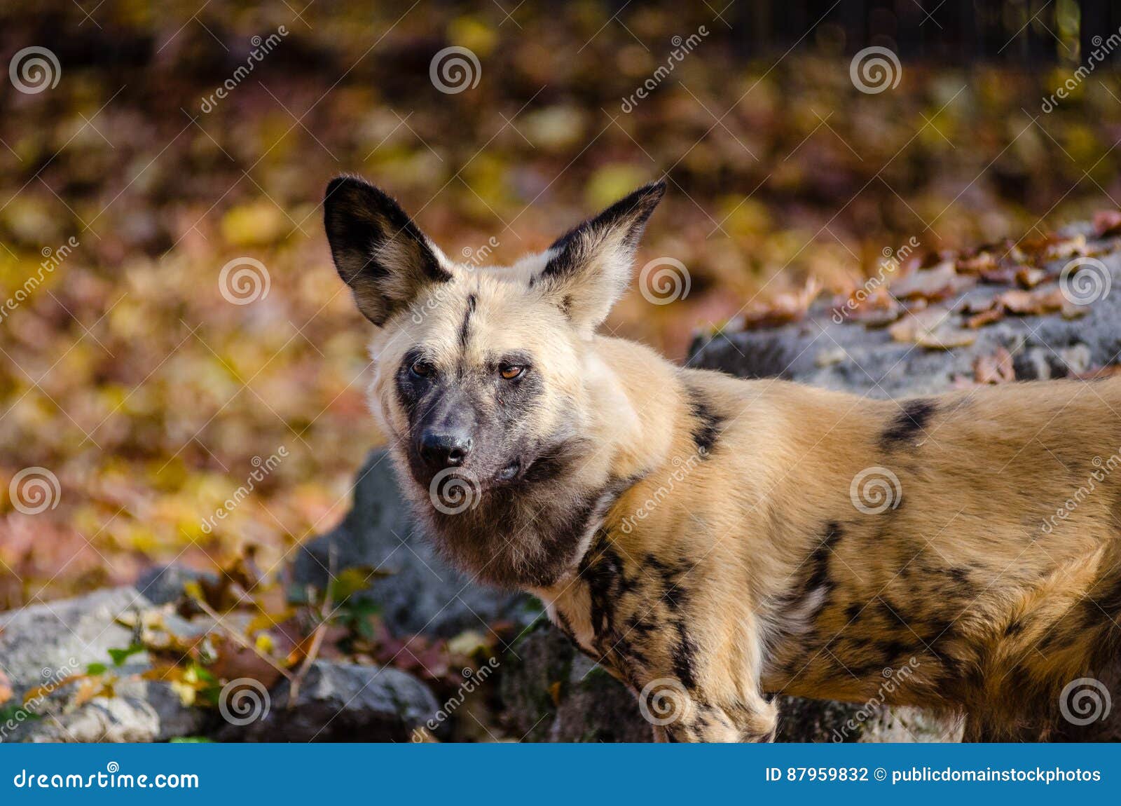 African Wild Dog Picture. Image: 87959832